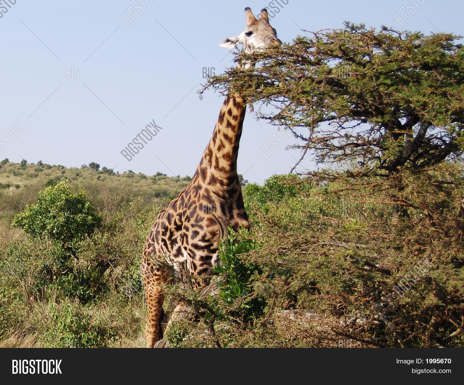 Giraffe Eating Leaves From A Tree