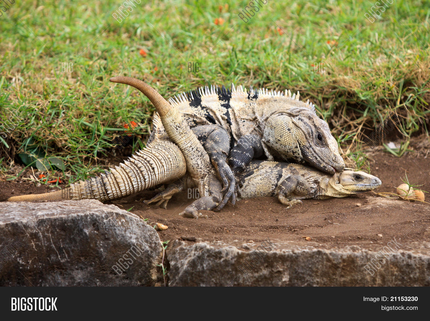 Mexican Spiny Tailed Iguana During Image And Photo Bigstock
