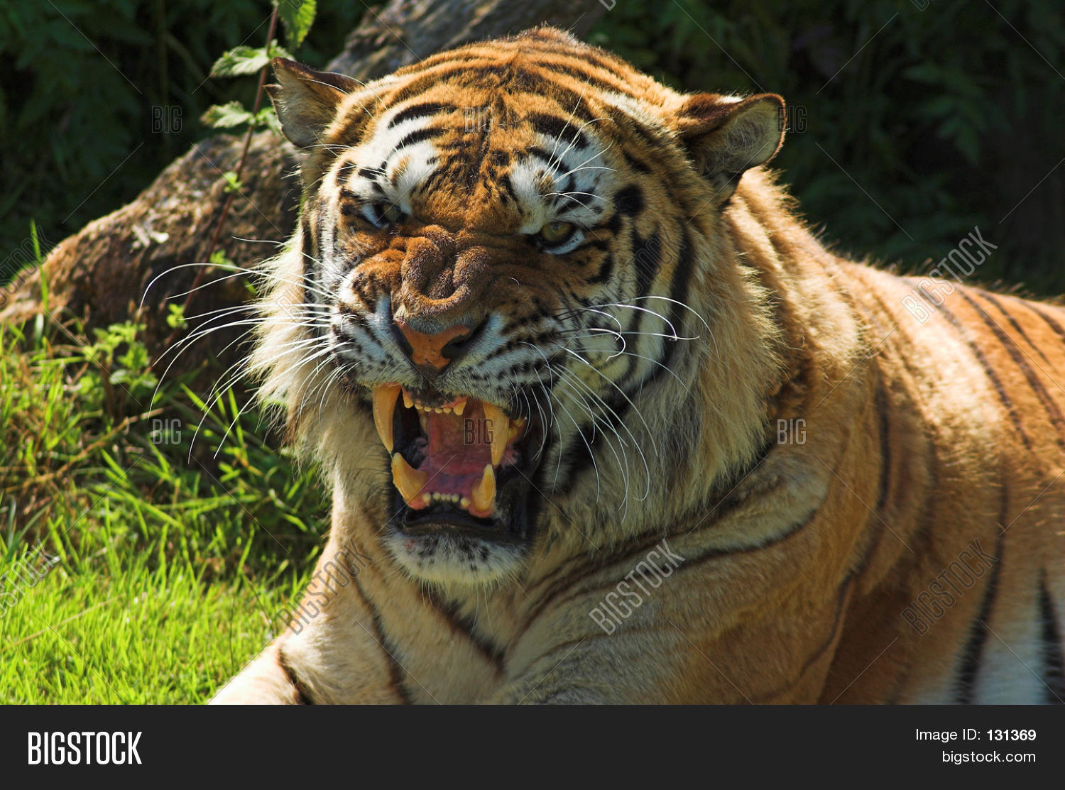 Snarling Tiger Side