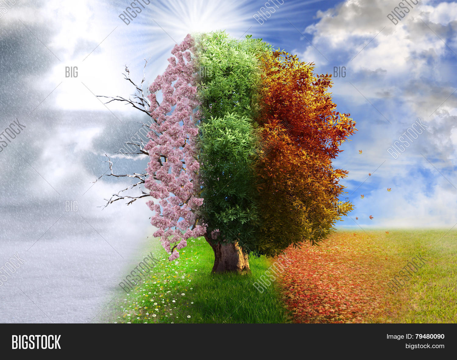 Four season tree, photo manipulation, magical, nature Stock Photo ...