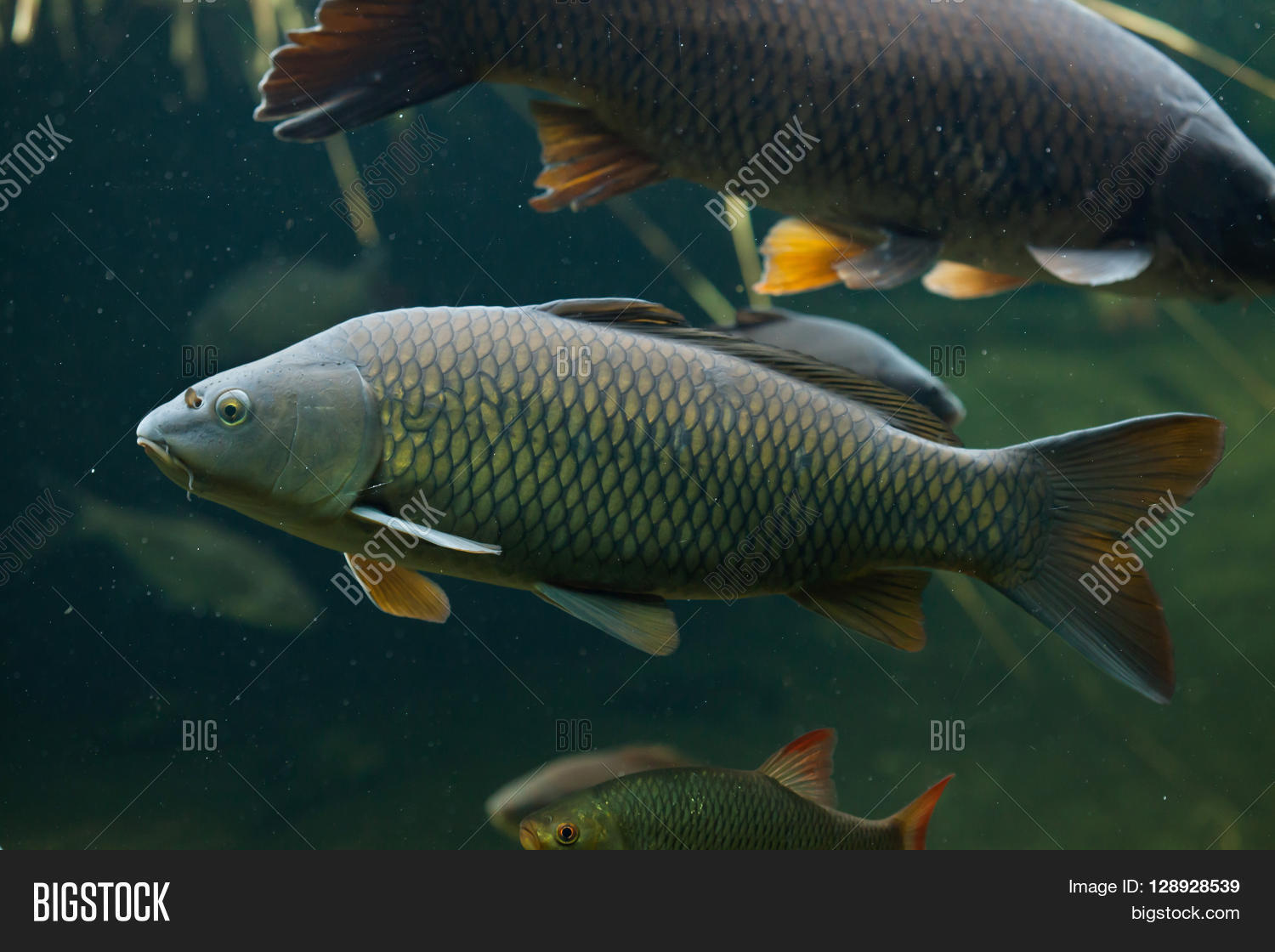 Wild Common Carp Cyprinus Carpio Image And Photo Bigstock