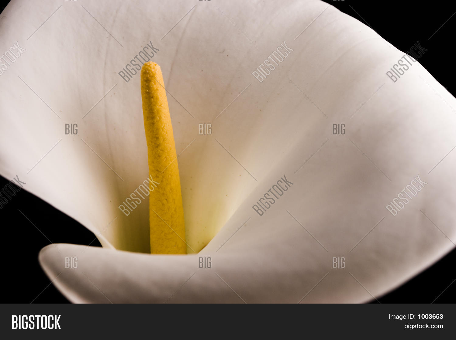 Calla Lily Closeup Image & Photo (Free Trial) | Bigstock