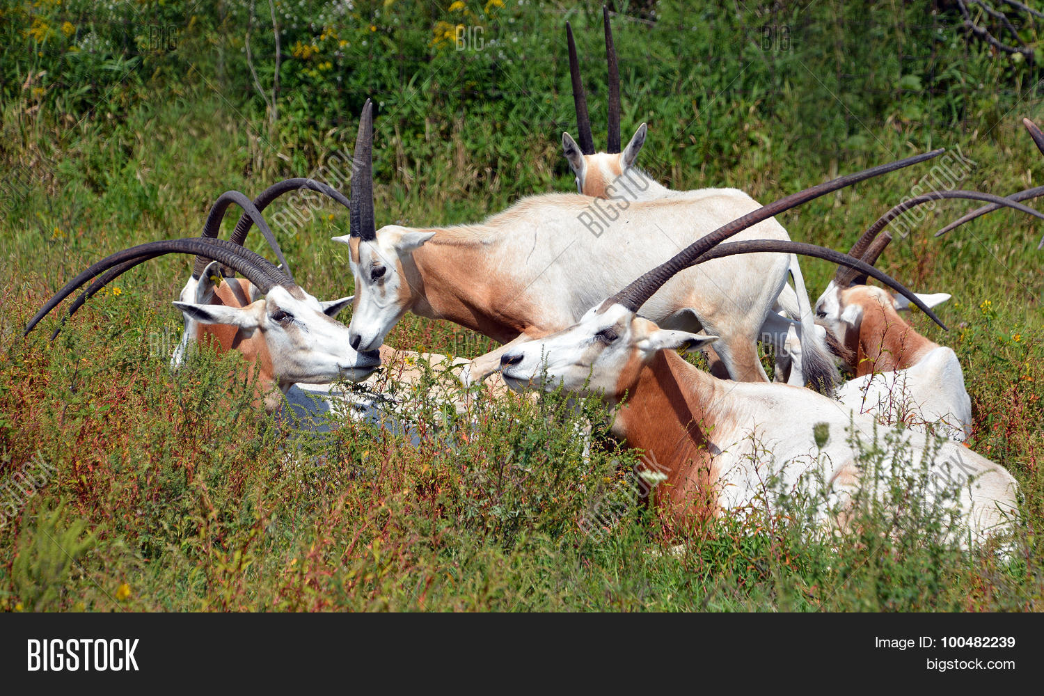 Arabian Oryx Image & Photo (Free Trial) | Bigstock