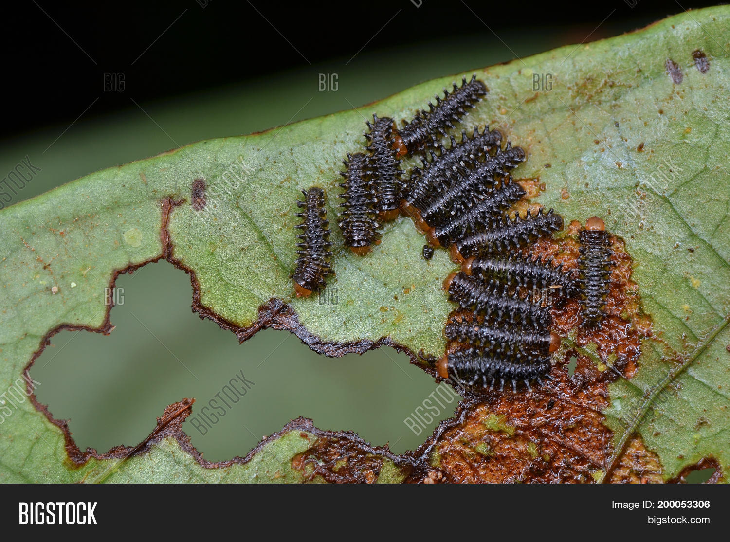 Macro Image Sawfly Image & Photo (Free Trial) | Bigstock