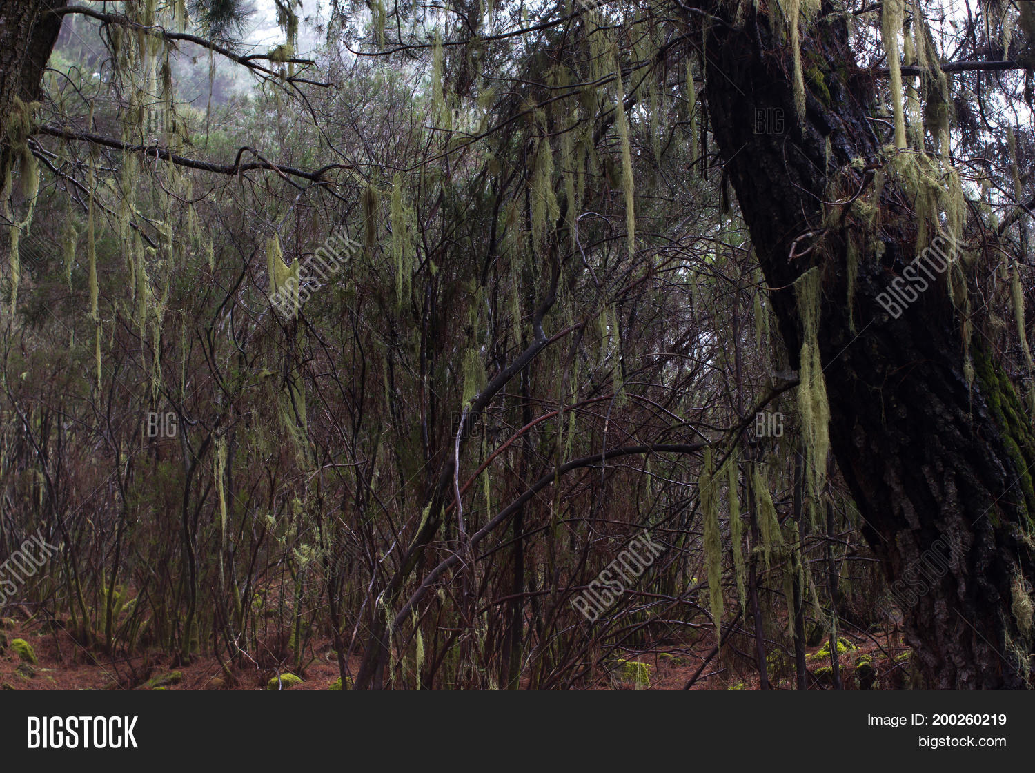 Long Beard Lichen Tree Image & Photo (Free Trial) | Bigstock