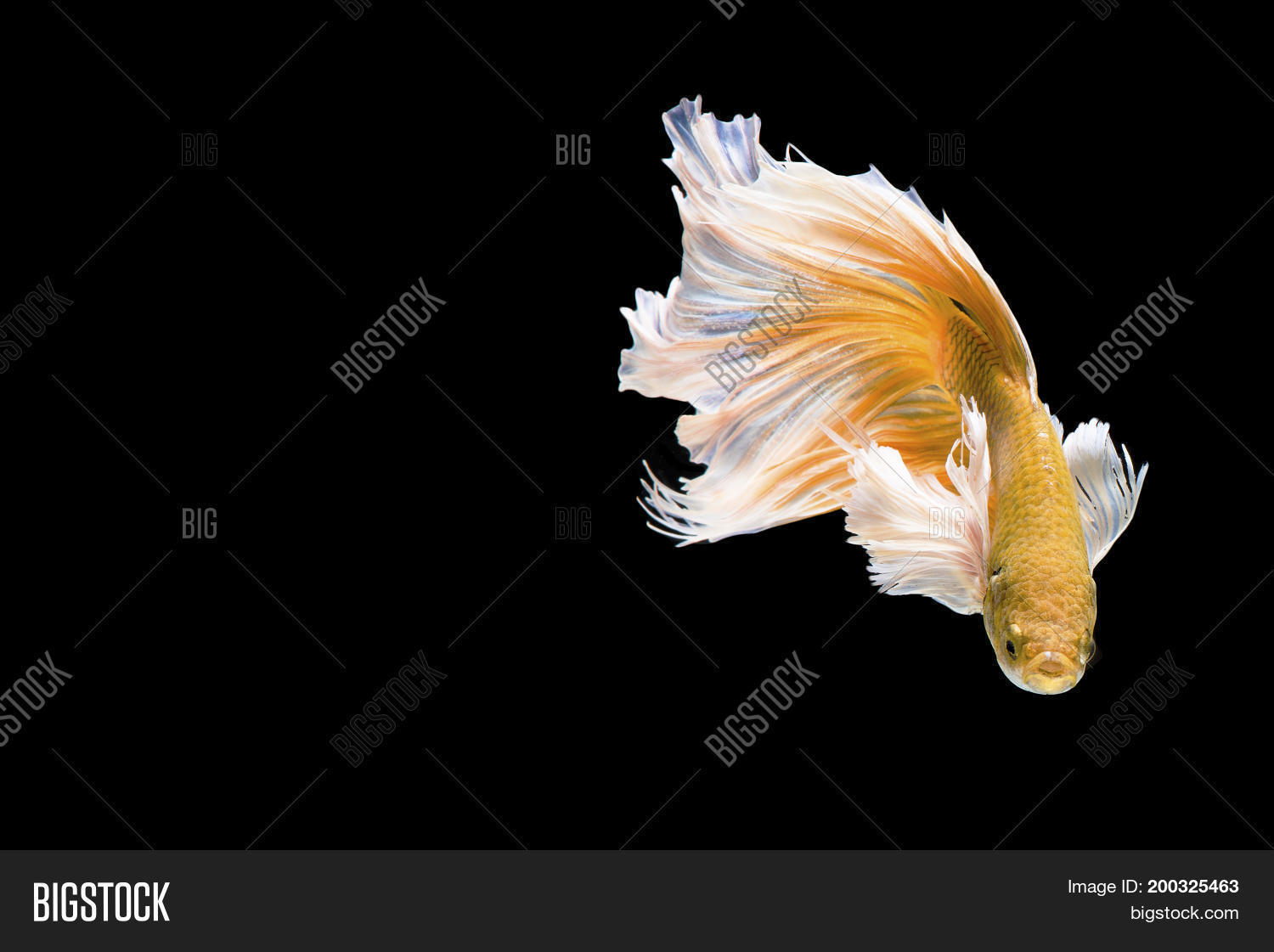 Golden Betta Siamese Image & Photo (Free Trial) | Bigstock
