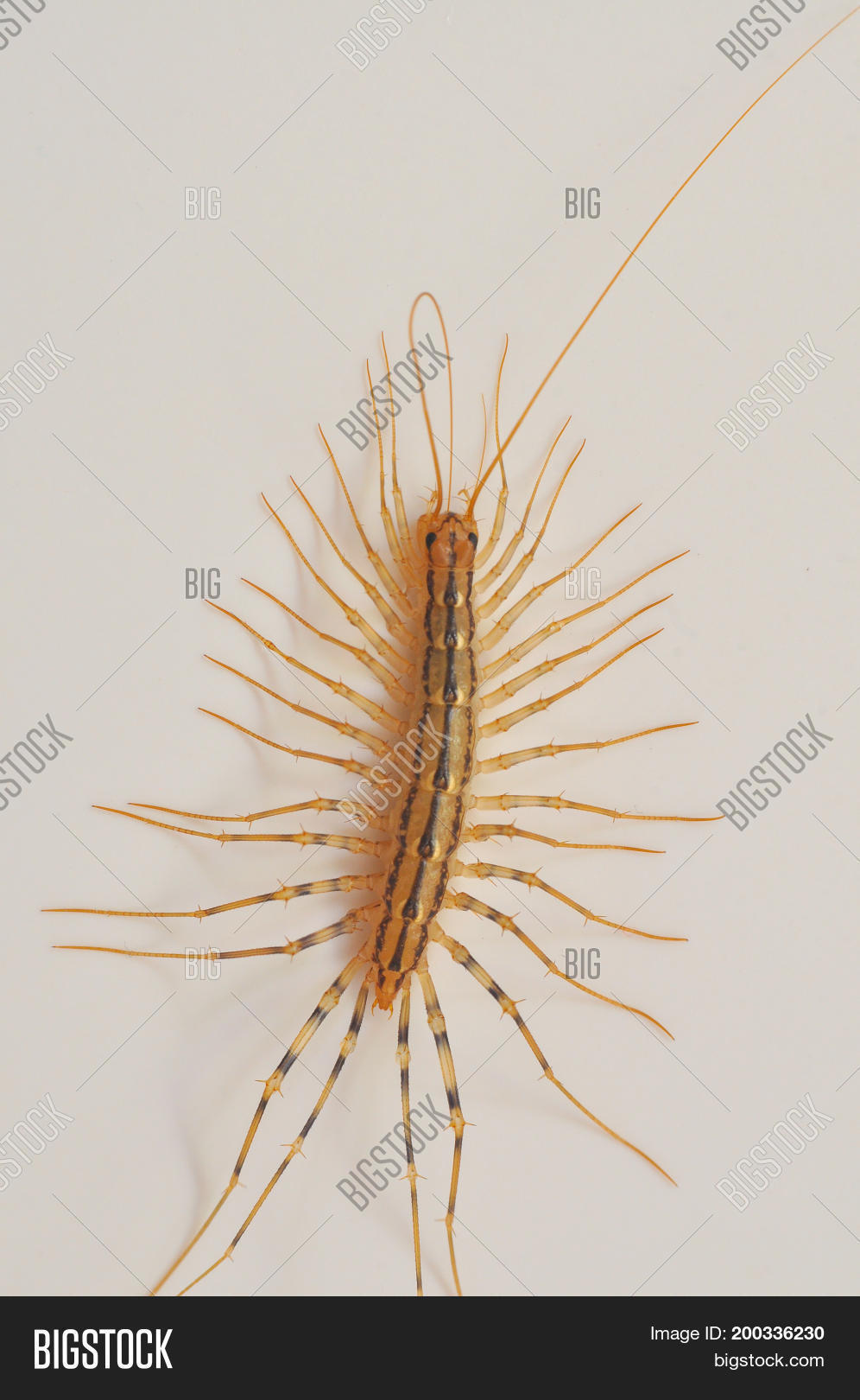 Giant House Centipede