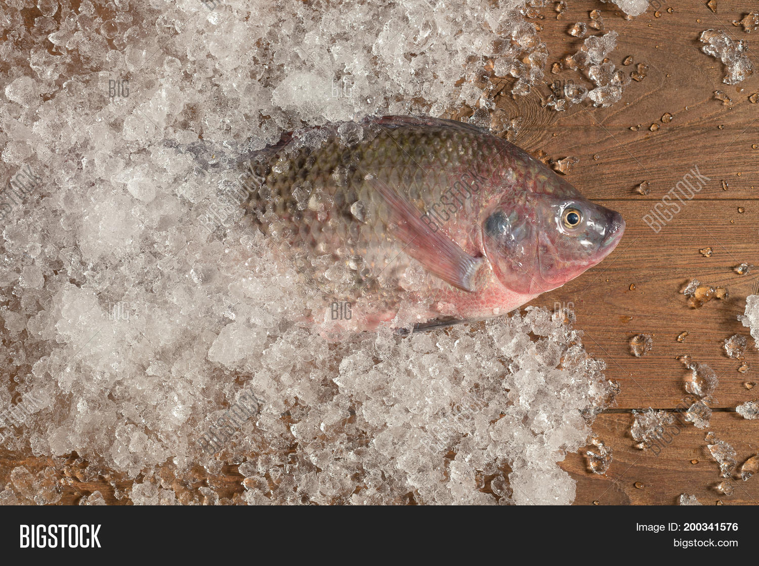 Fresh Nile Tilapia Image & Photo (Free Trial) | Bigstock