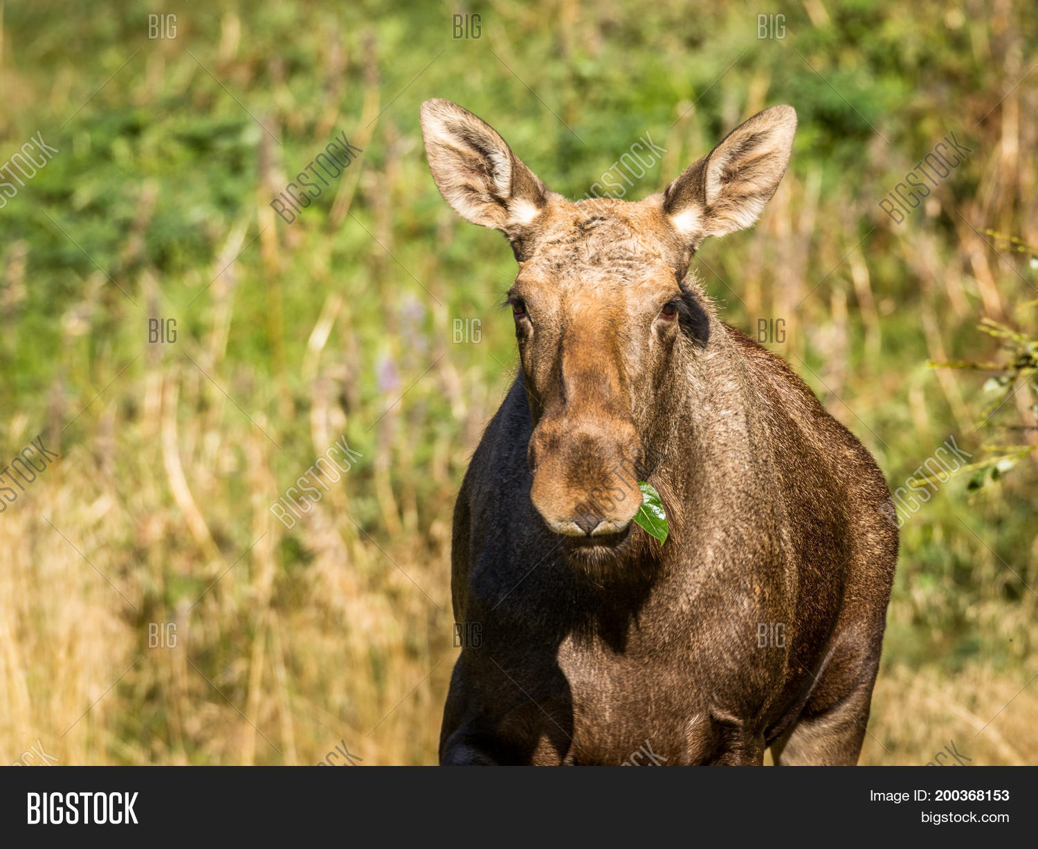 Moose Aka European Elk Image & Photo (Free Trial) | Bigstock