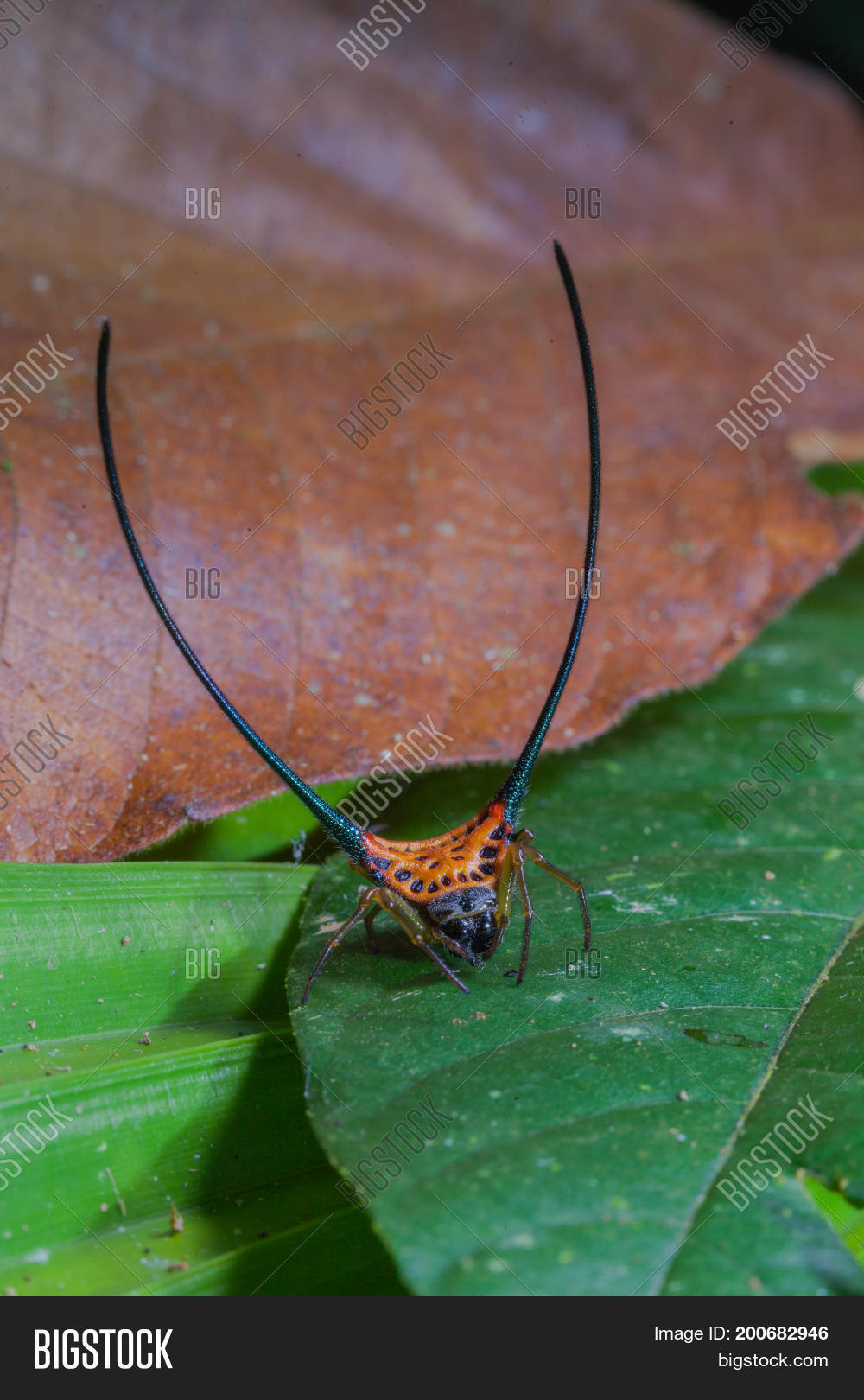 Beautiful Spider Long Image & Photo (Free Trial) | Bigstock