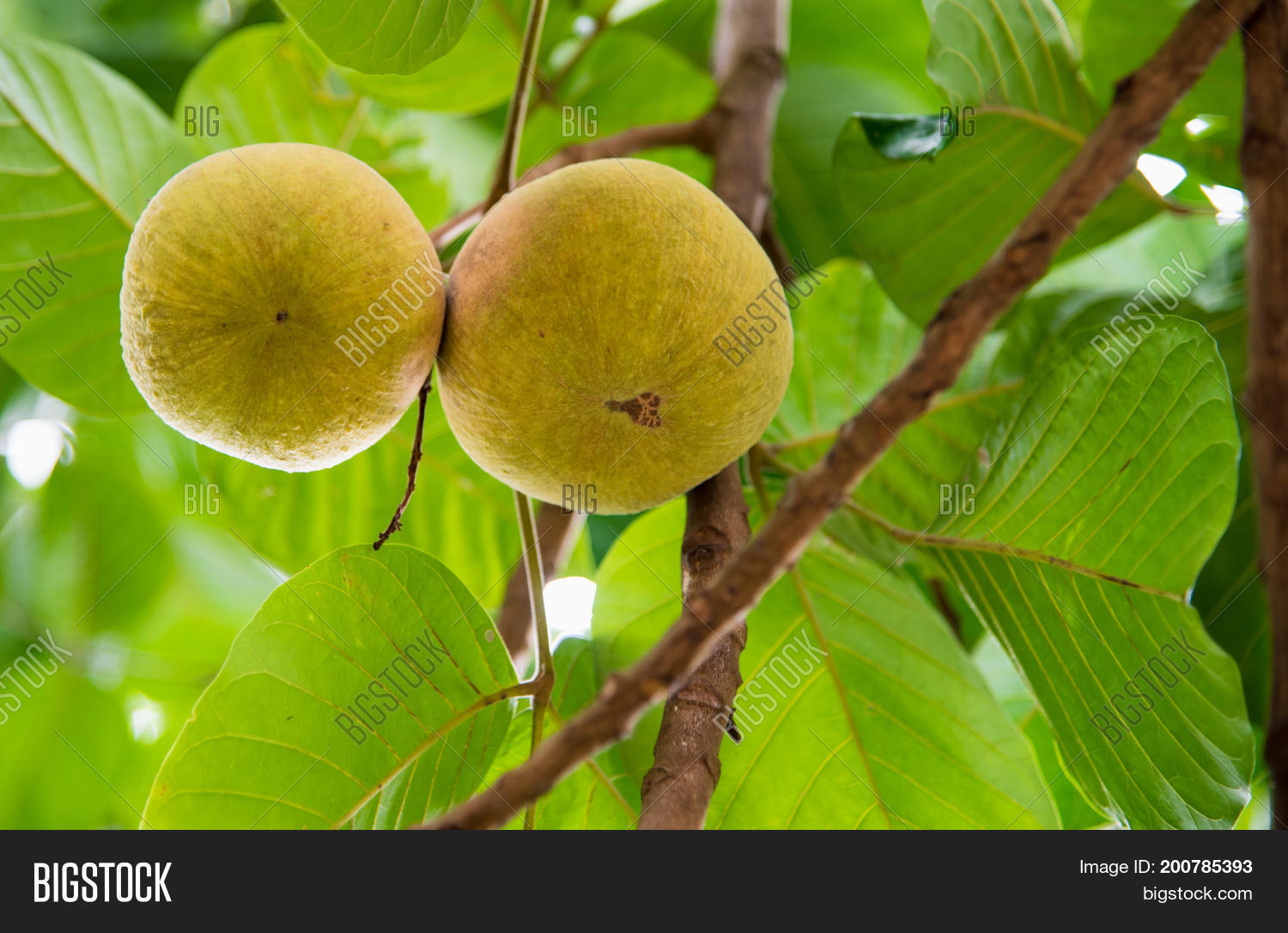 Santol Fruits On Tree Image & Photo (Free Trial) | Bigstock