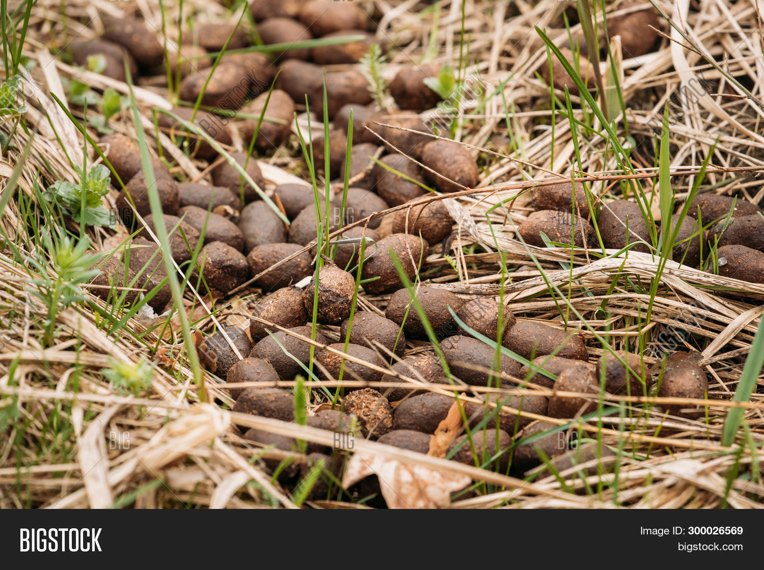 Moose Scat On Forest Image & Photo (Free Trial) | Bigstock