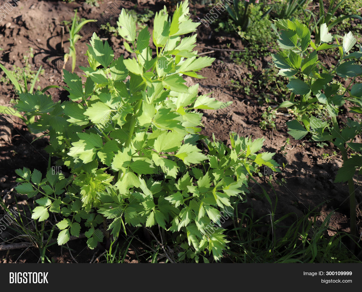 Leaves Fresh Lovage Image & Photo (Free Trial) | Bigstock