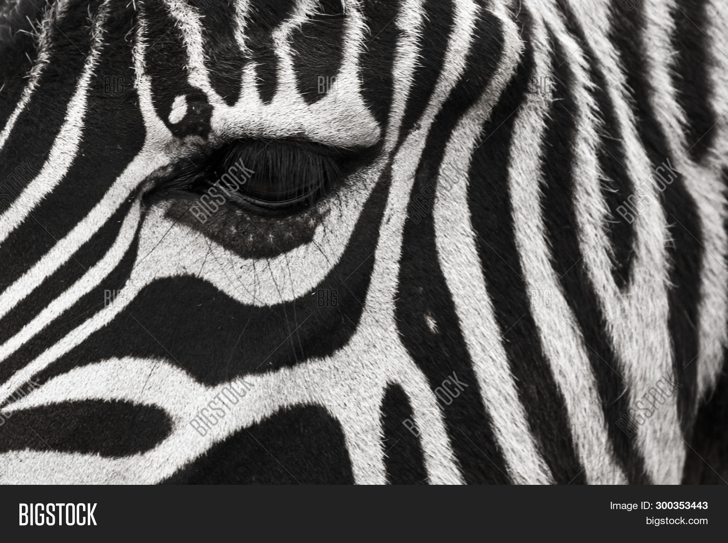 Zebra Face Eye Close. Image & Photo (Free Trial) | Bigstock