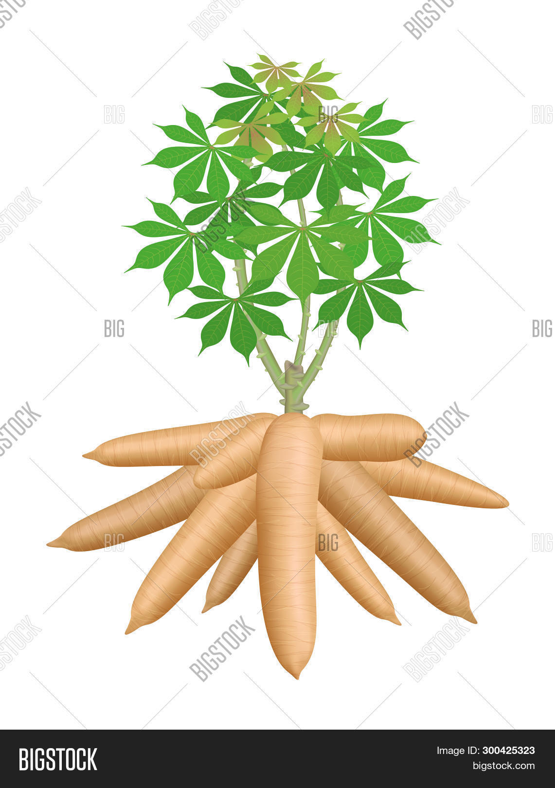 Cassava Tree Plant Image And Photo Free Trial Bigstock