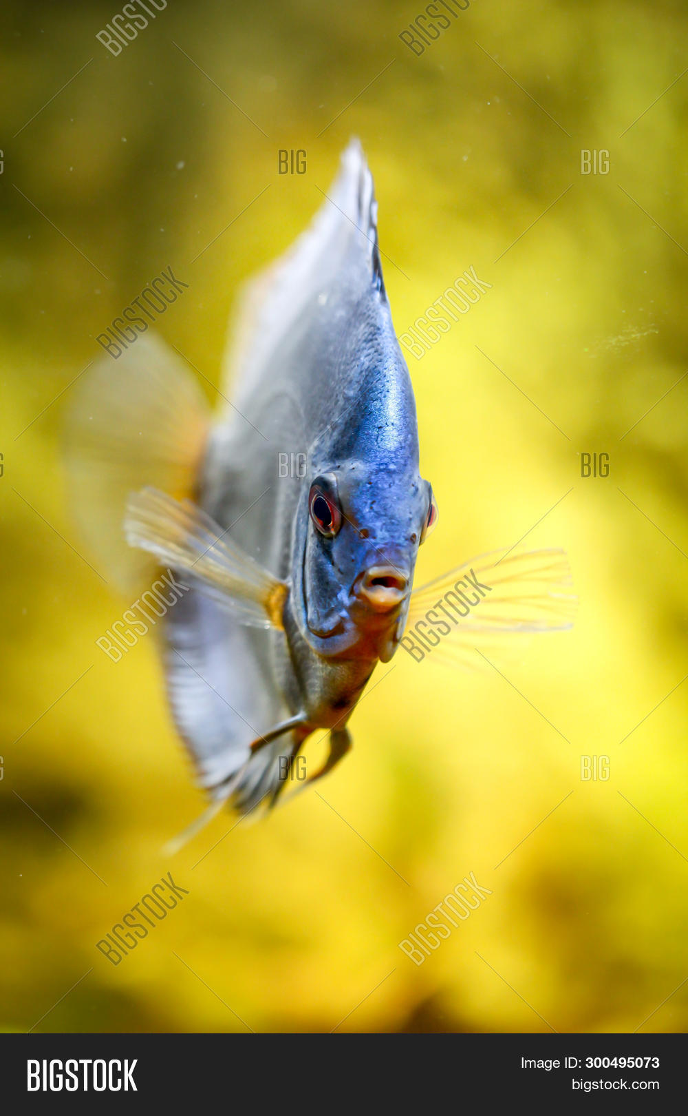 Portrait O Discus Fish Image & Photo (Free Trial) | Bigstock