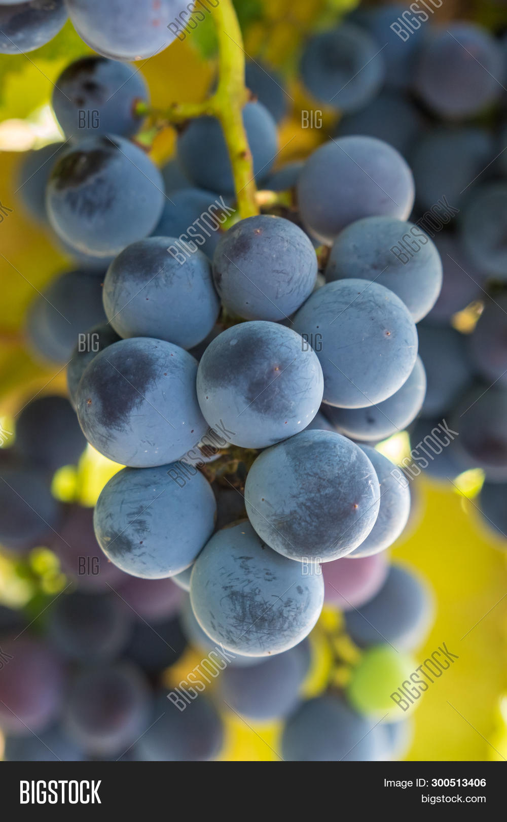 Blue Grape Garden, Image & Photo (Free Trial) | Bigstock