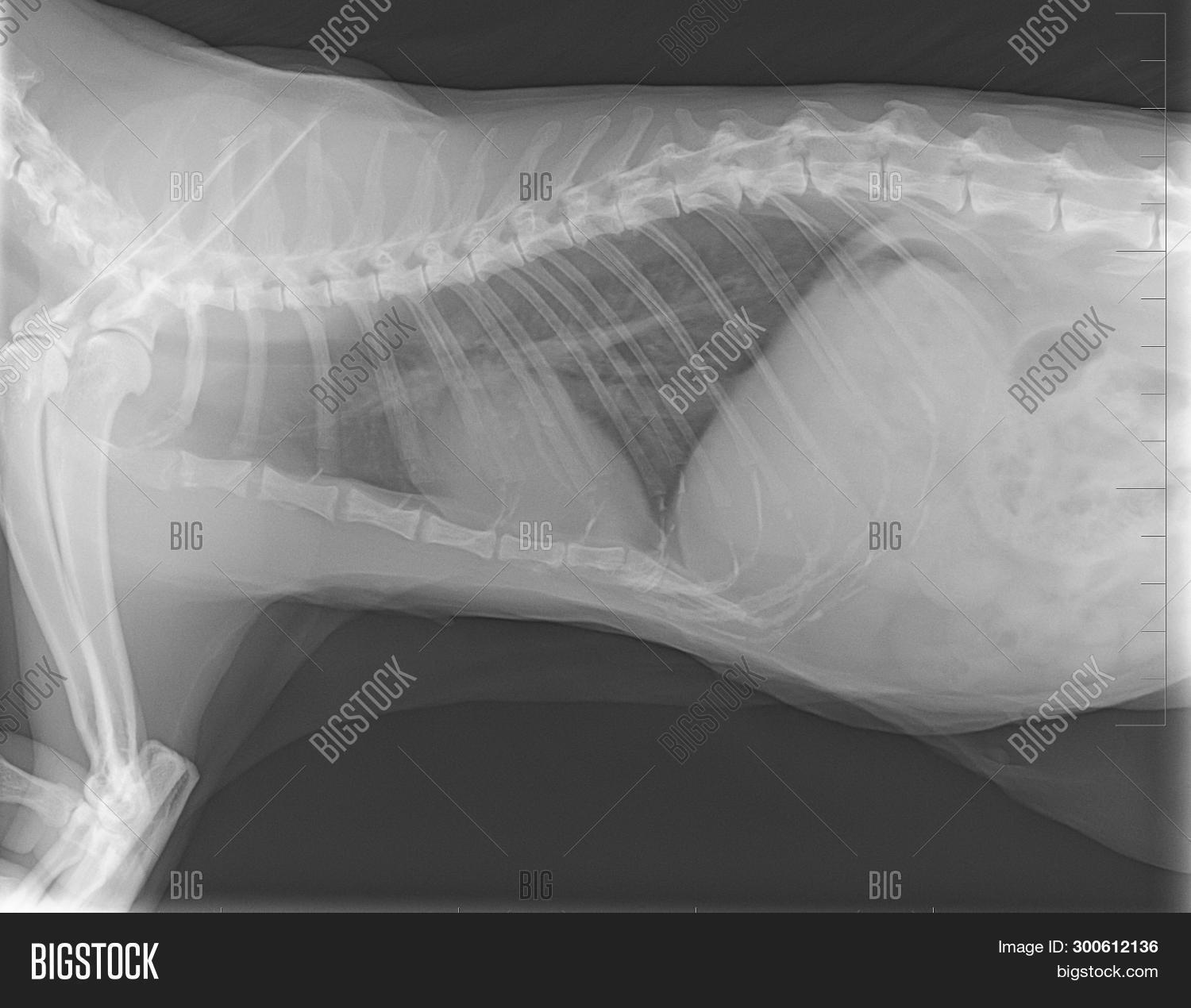 X-ray Image Adult Cat Image & Photo (Free Trial) | Bigstock