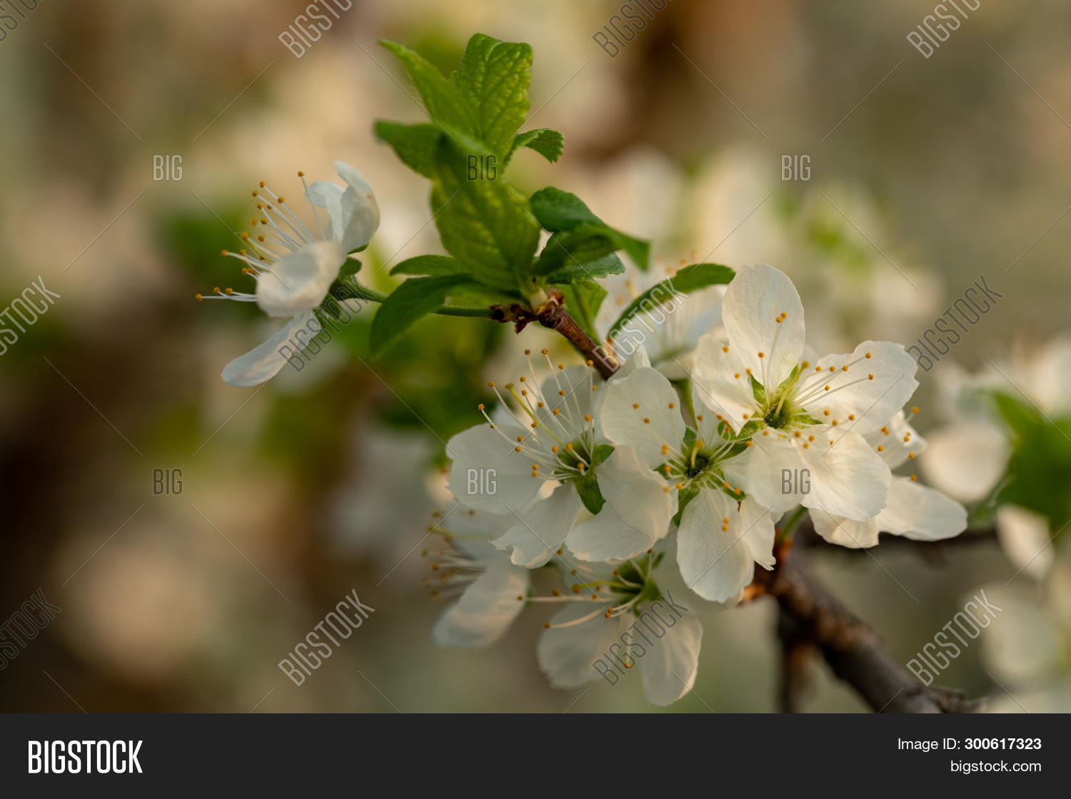 Imagen y foto Blooming Plum Tree (prueba gratis) | Bigstock