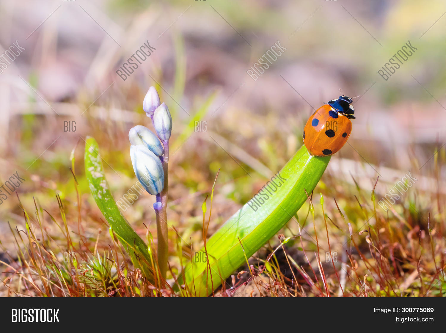Ladybug On Leaf Blue Image & Photo (Free Trial) | Bigstock