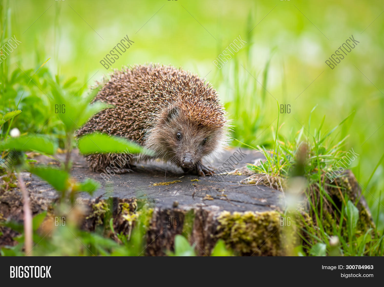 Cute Common Hedgehog Image & Photo (Free Trial) | Bigstock
