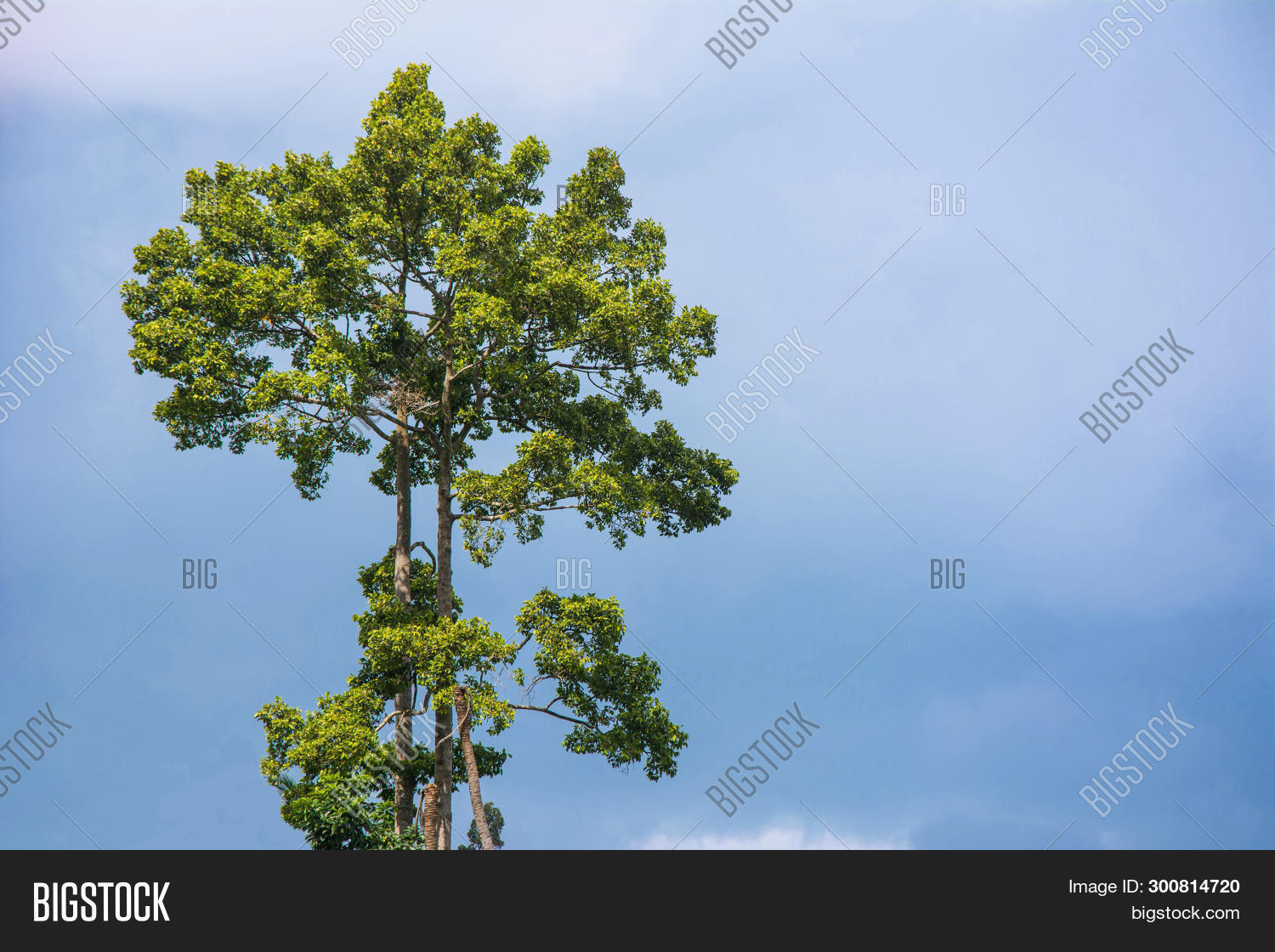 Big Tropical Tree Sky Image & Photo (Free Trial) | Bigstock