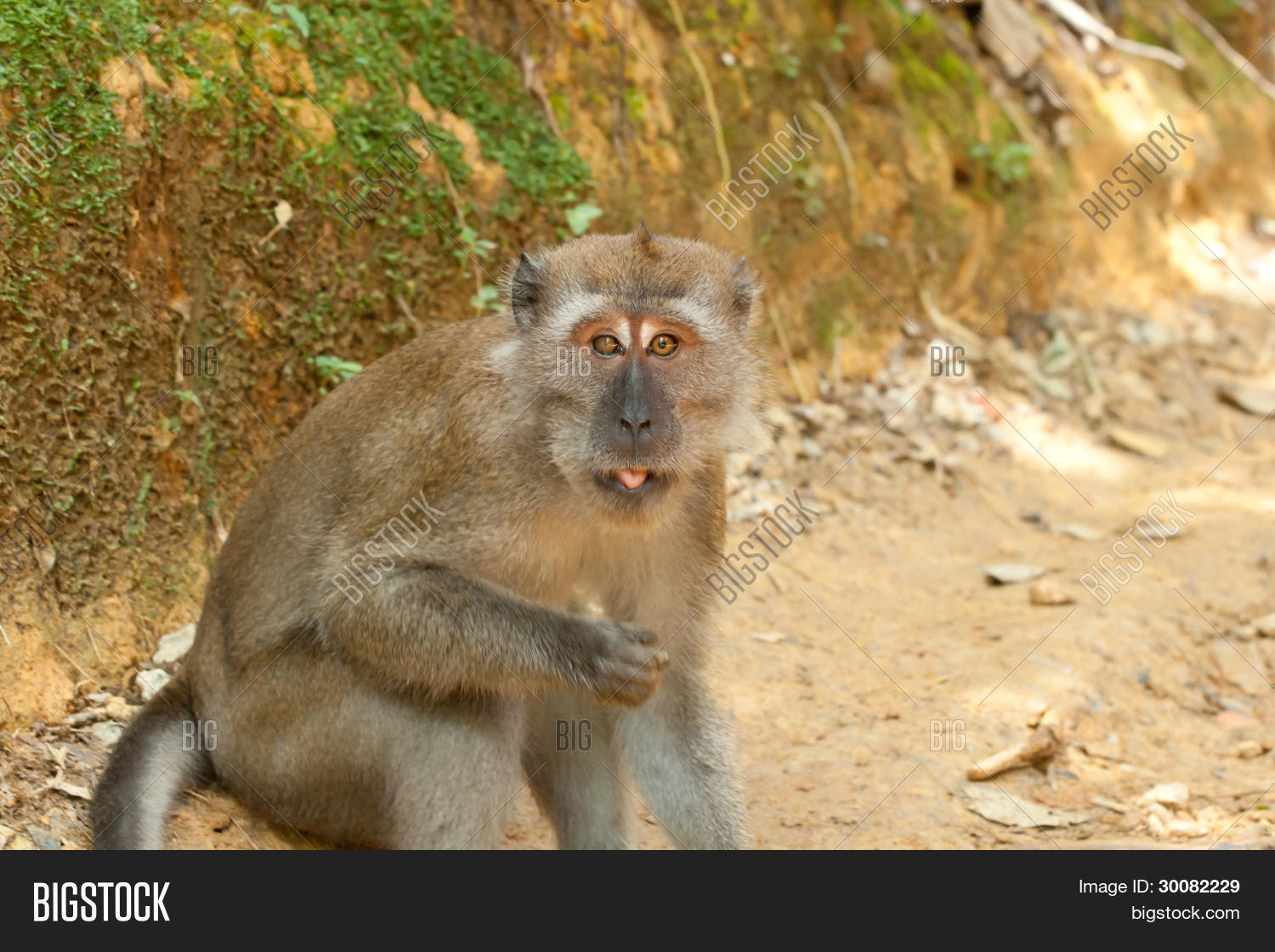 Macaca Fascicularis Image & Photo (Free Trial) | Bigstock