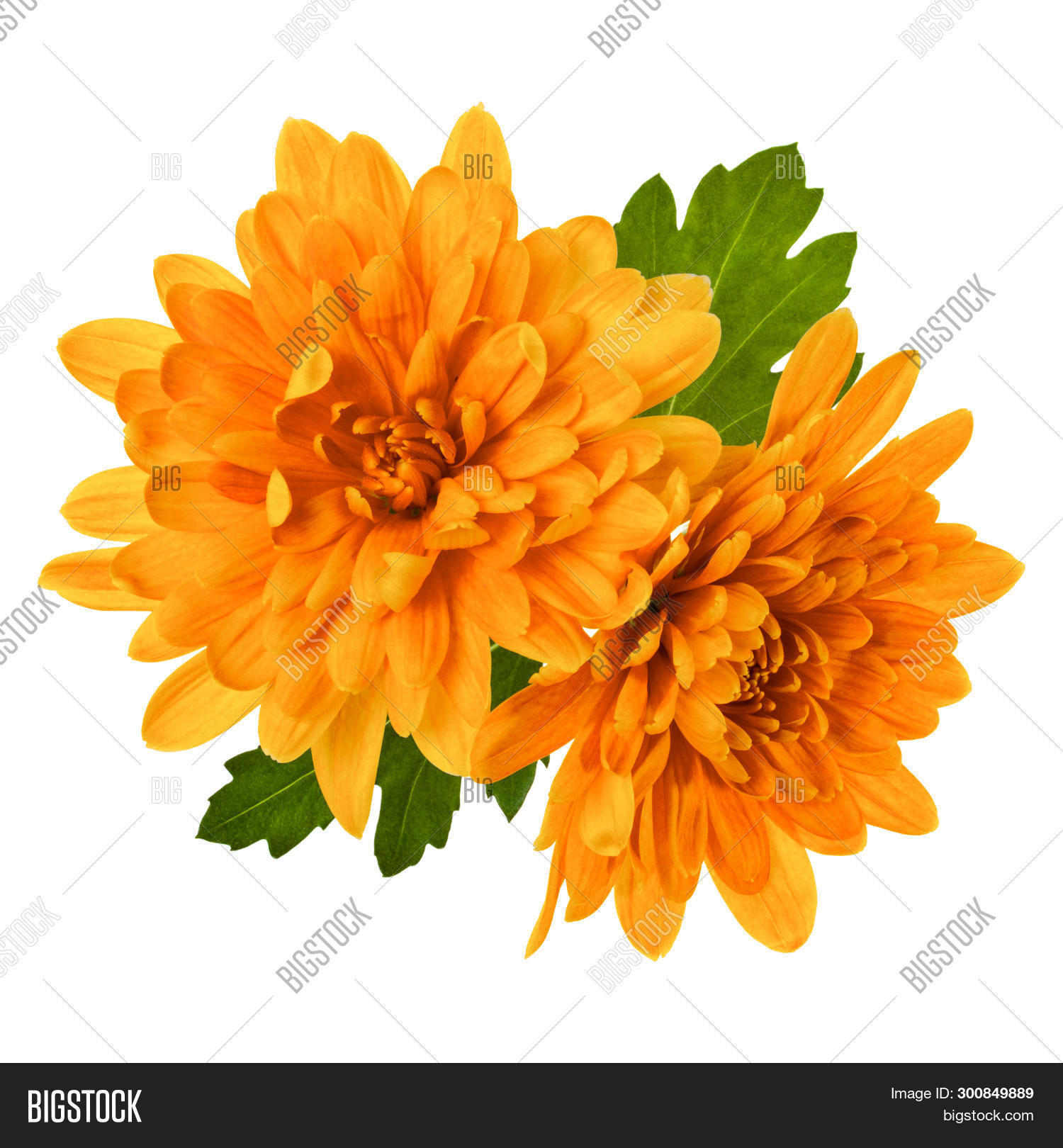 Two Chrysanthemum Image & Photo (Free Trial) | Bigstock