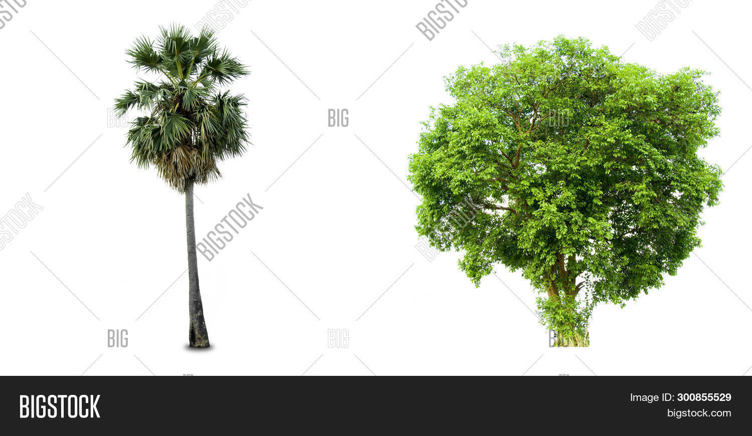 Collection Isolate Image & Photo (Free Trial) | Bigstock