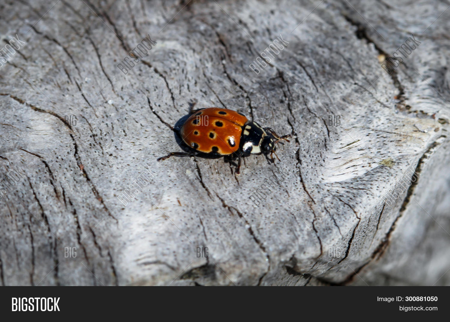 Beetles Variety Colors Image & Photo (Free Trial) | Bigstock