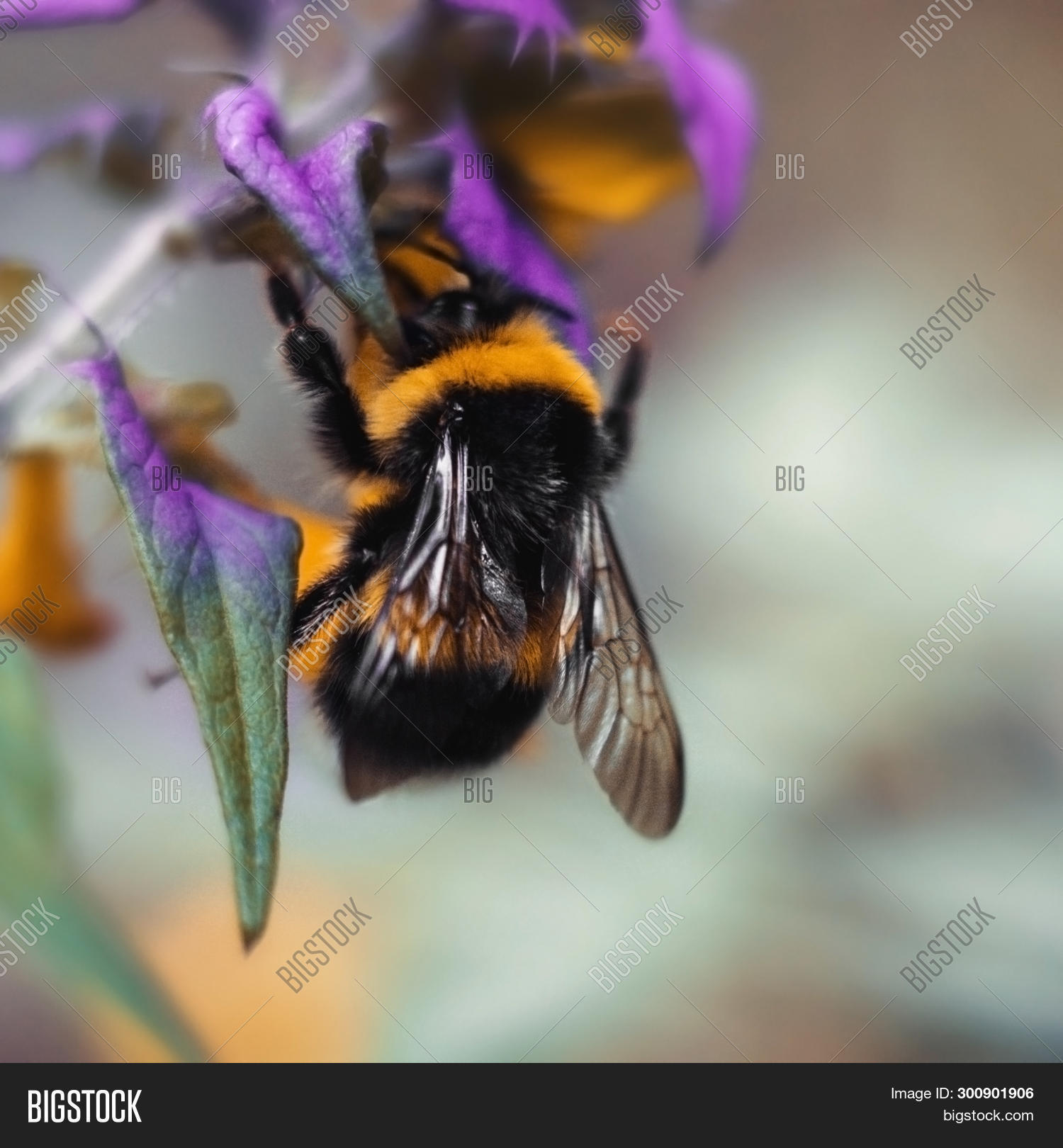 Big Bumblebee Yellow Image & Photo (Free Trial) | Bigstock