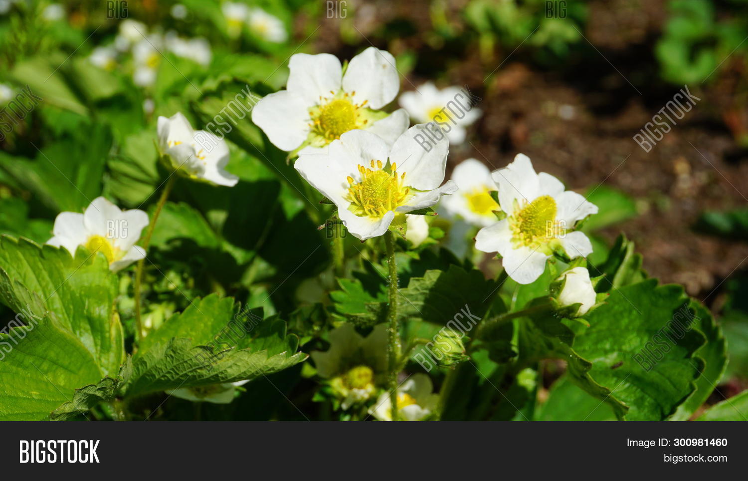 White Strawberry Image & Photo (Free Trial) | Bigstock
