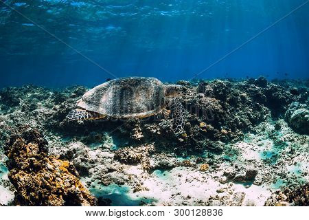 Sea Turtle Floating Image & Photo (Free Trial) | Bigstock
