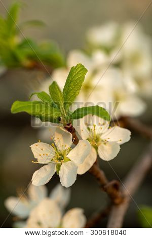 Imagen y foto Blooming Plum Tree (prueba gratis) | Bigstock