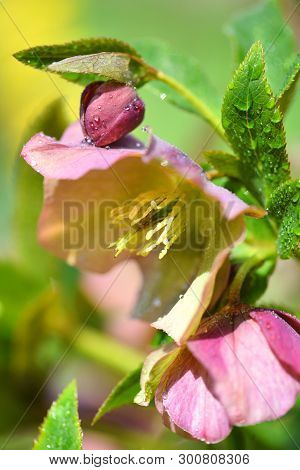 Beautiful Pink Image & Photo (Free Trial) | Bigstock