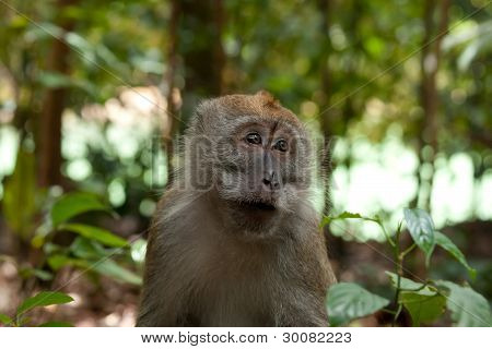 Macaca Fascicularis Image & Photo (Free Trial) | Bigstock