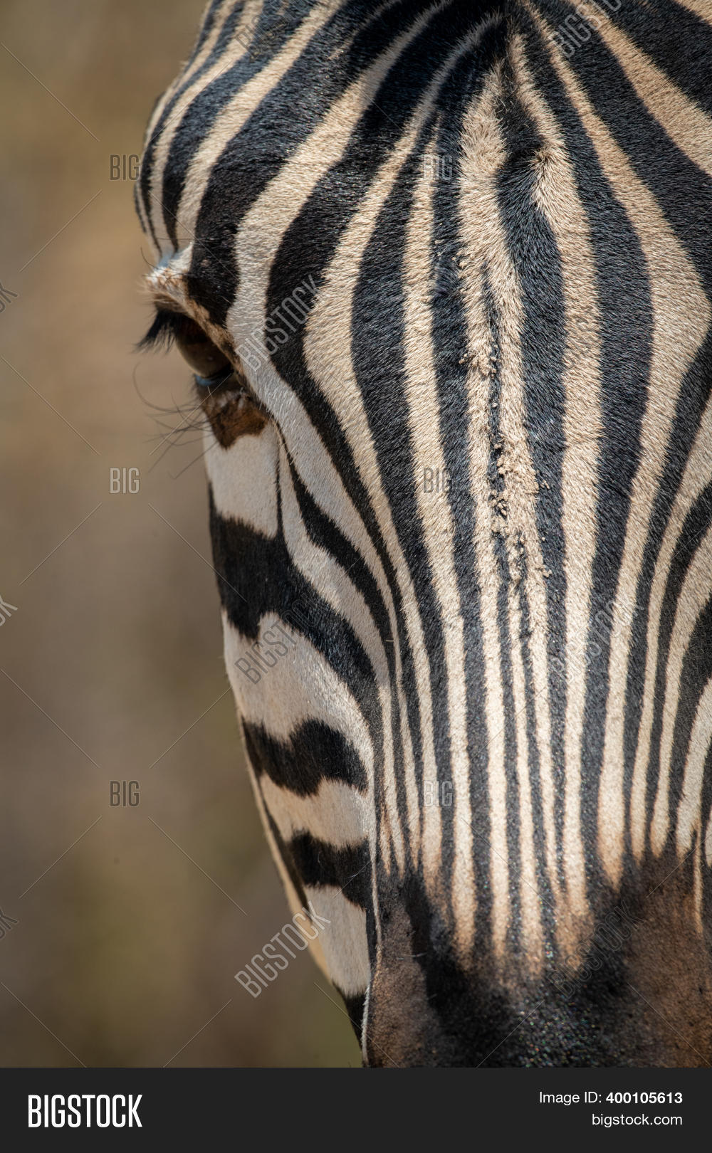 Close- Plains Zebra Image & Photo (Free Trial) | Bigstock