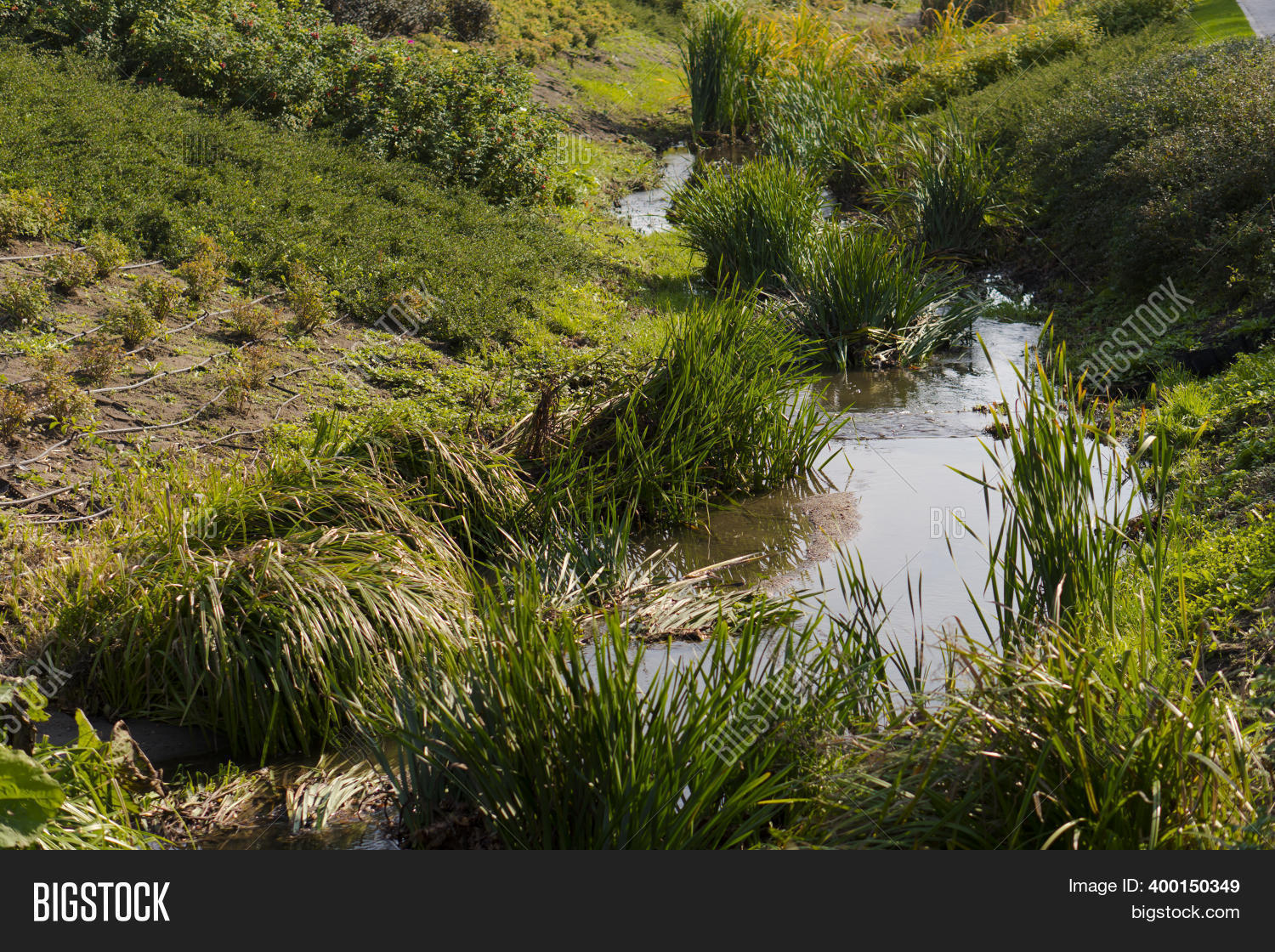 Swamp Covered Dense Image & Photo (Free Trial) | Bigstock