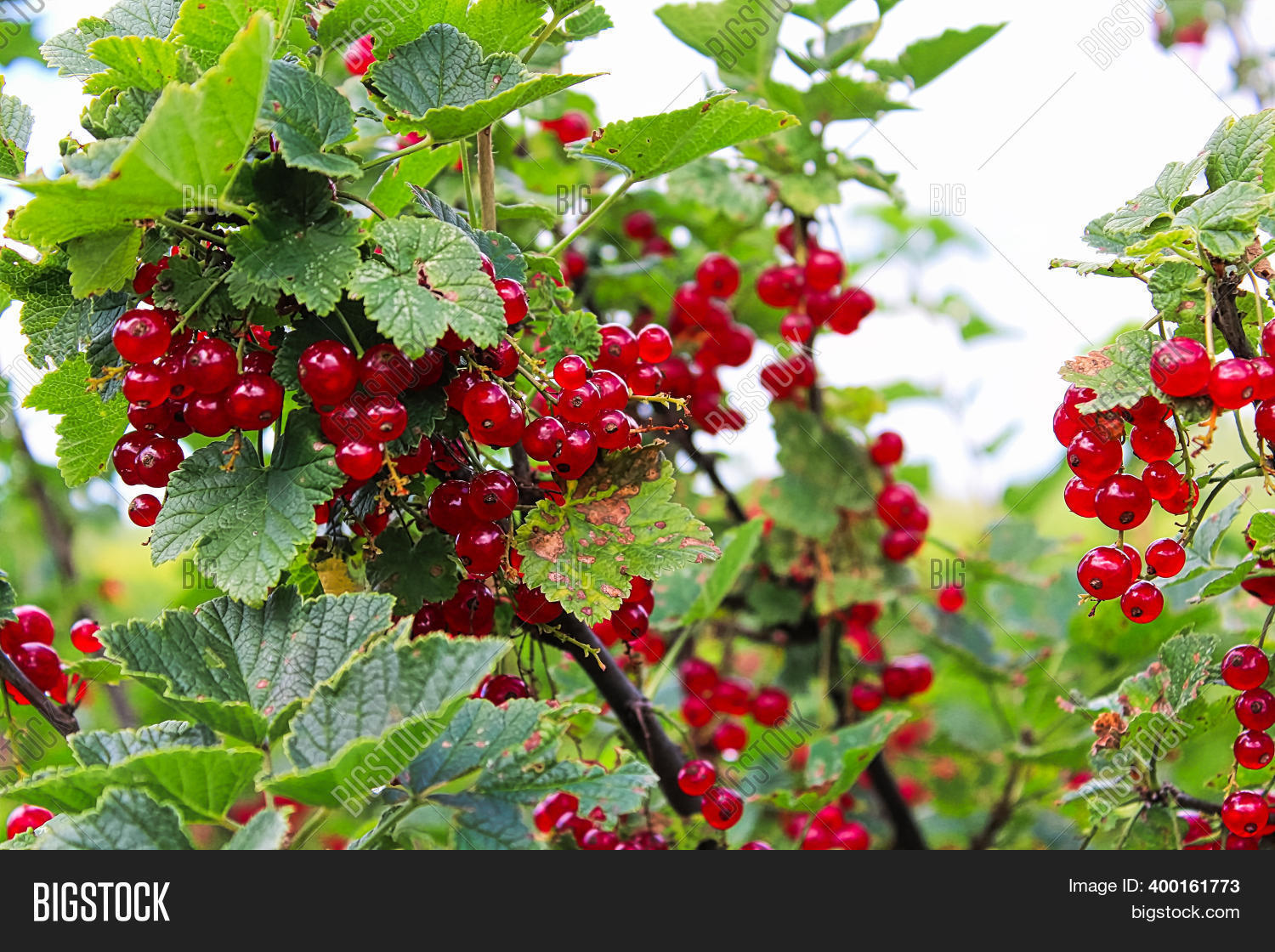 Upright Branch Red Image & Photo (Free Trial) | Bigstock