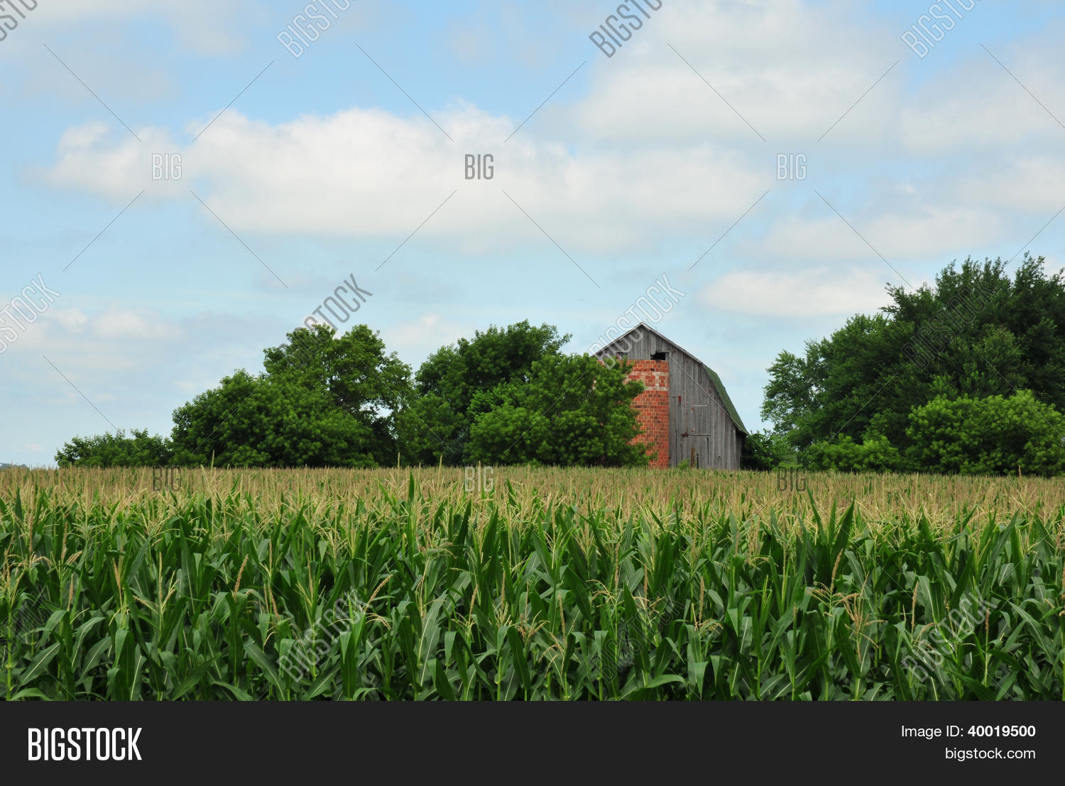 Barn With Corn Field Background