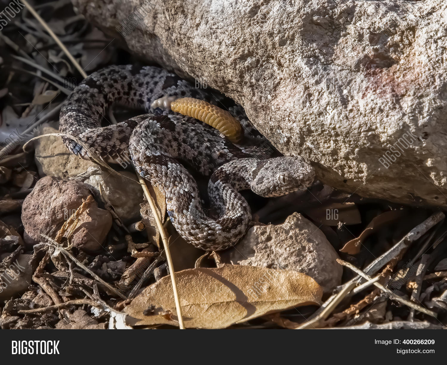 Rock Rattlesnake Image & Photo (Free Trial) | Bigstock