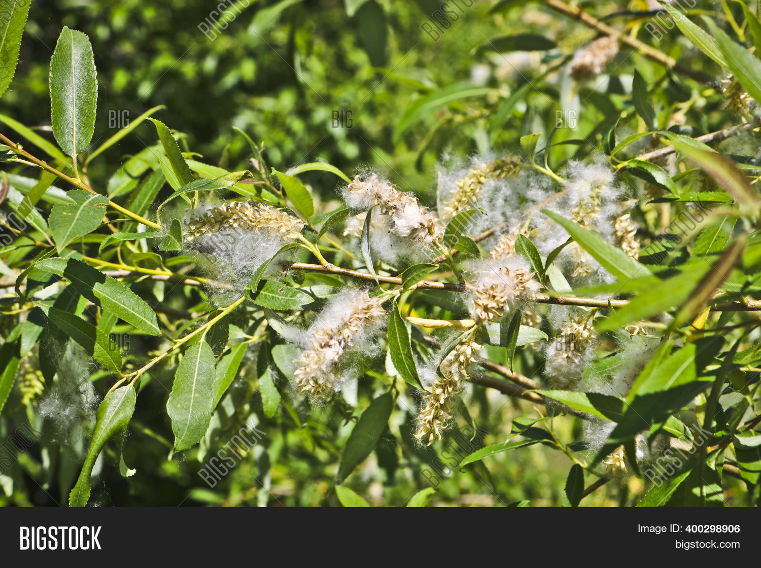 Willow Fluff On Image & Photo (Free Trial) | Bigstock