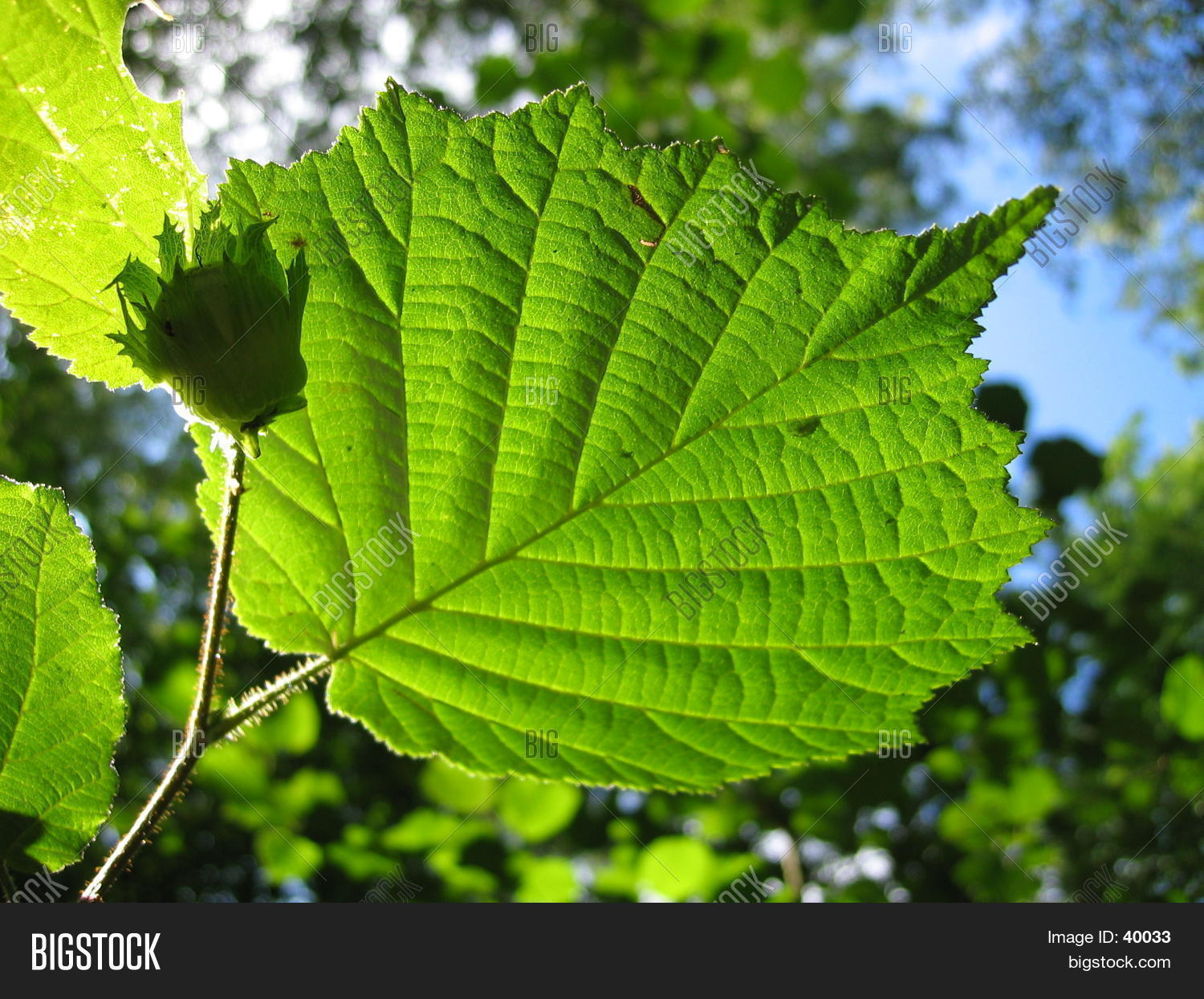 Hazel Leaf Image & Photo (Free Trial) | Bigstock