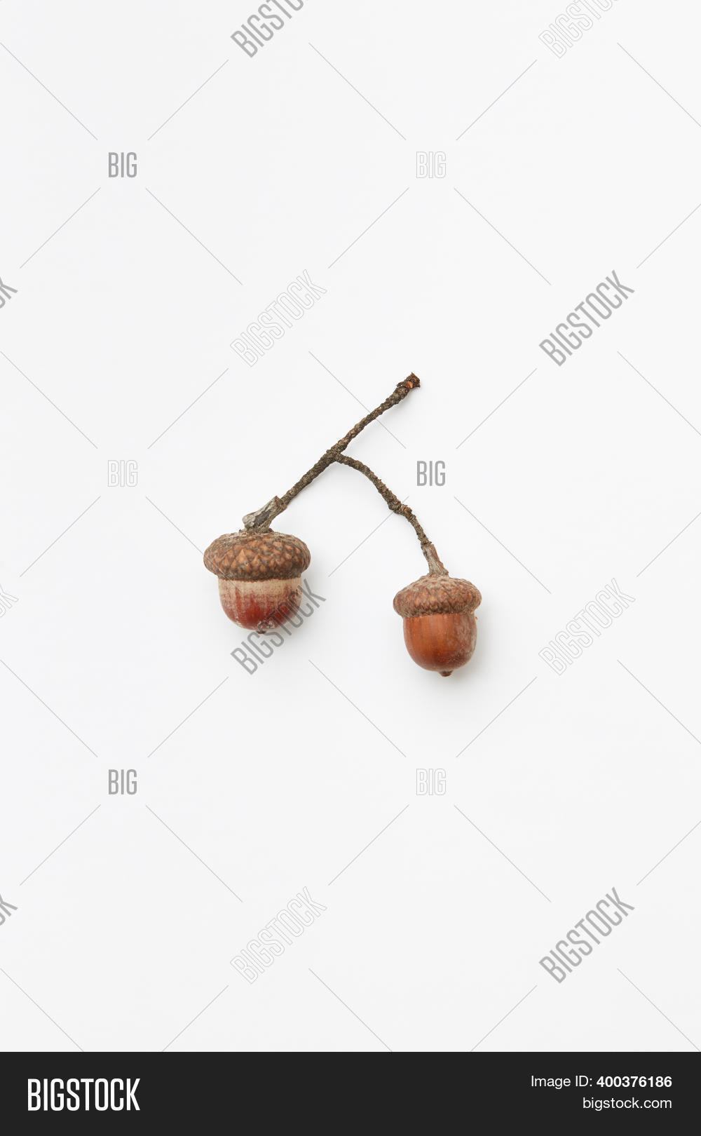 Top View Two Acorns Image & Photo (Free Trial) | Bigstock