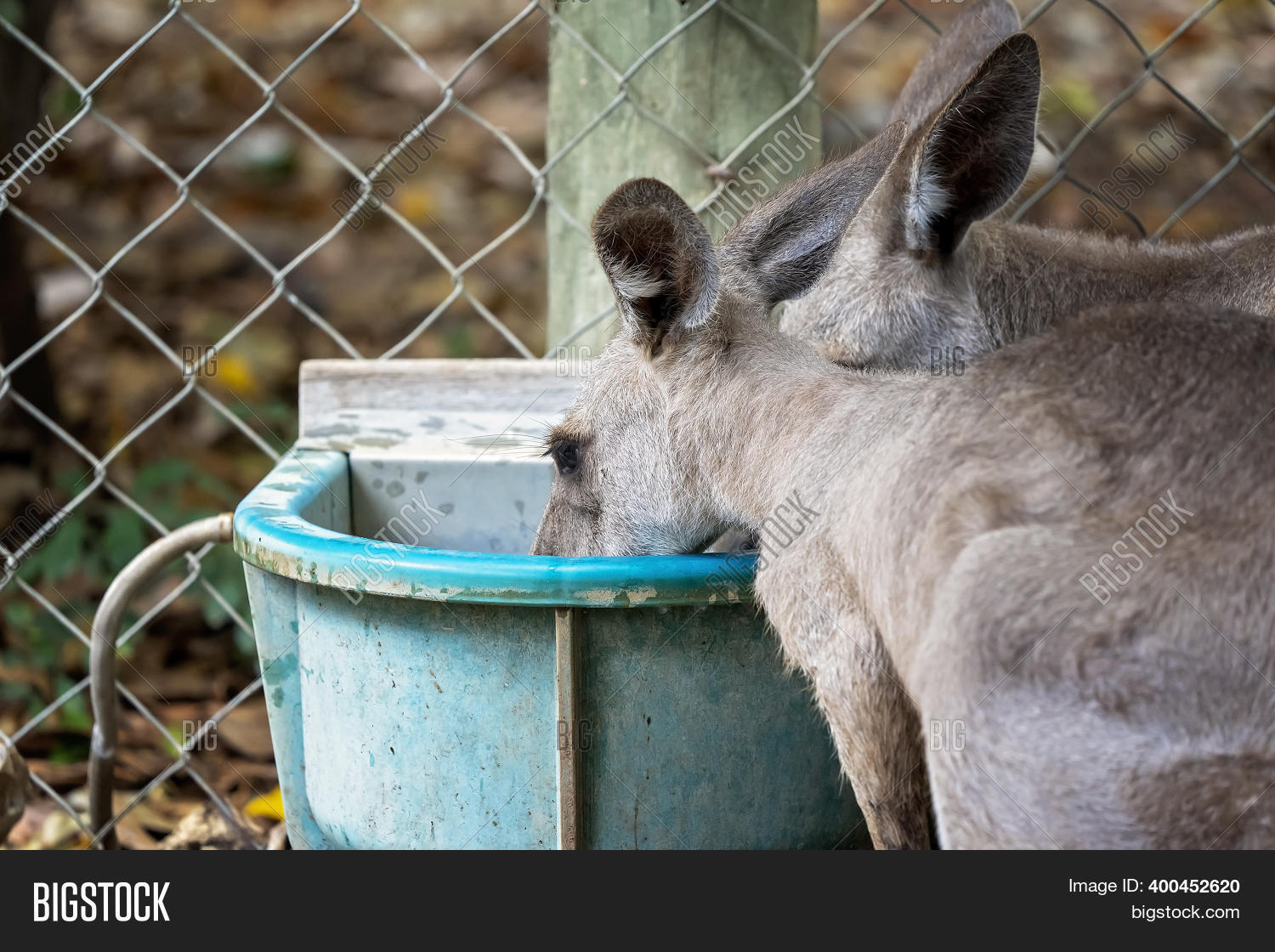 Kangaroos Drinking Image & Photo (Free Trial) | Bigstock