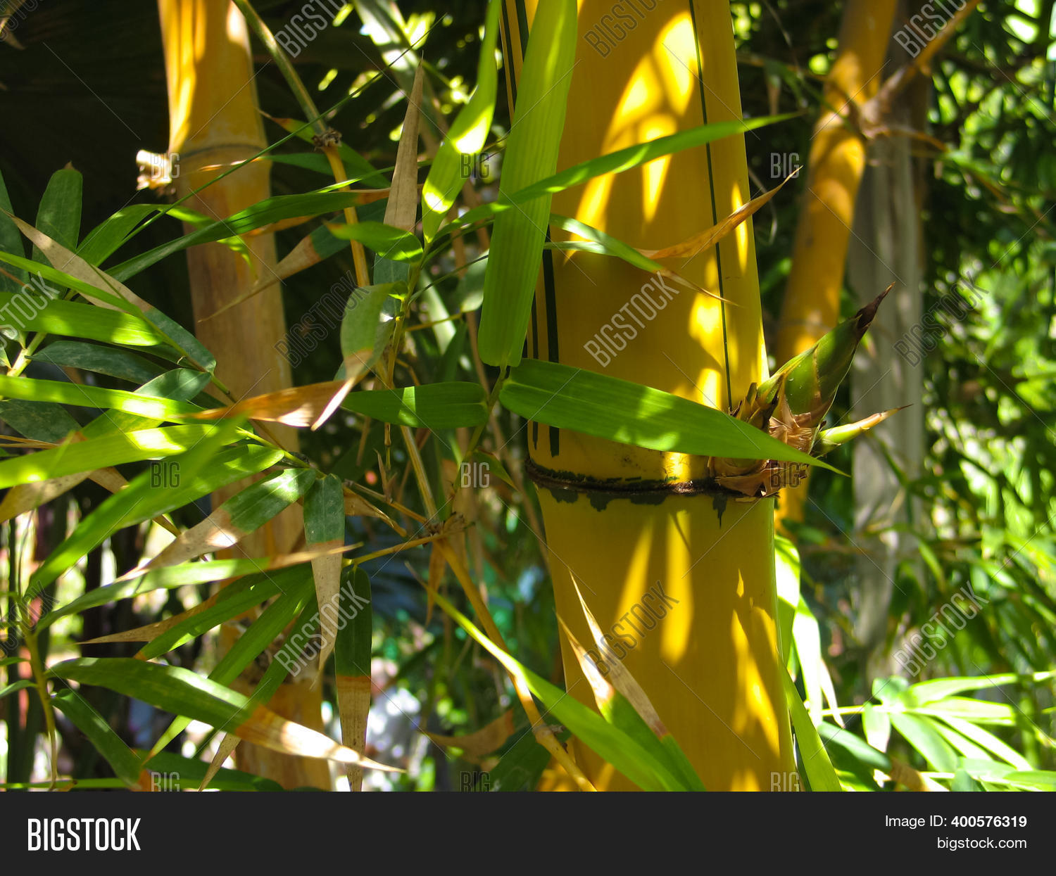 Yellow Trunk Tropical Image & Photo (Free Trial) | Bigstock