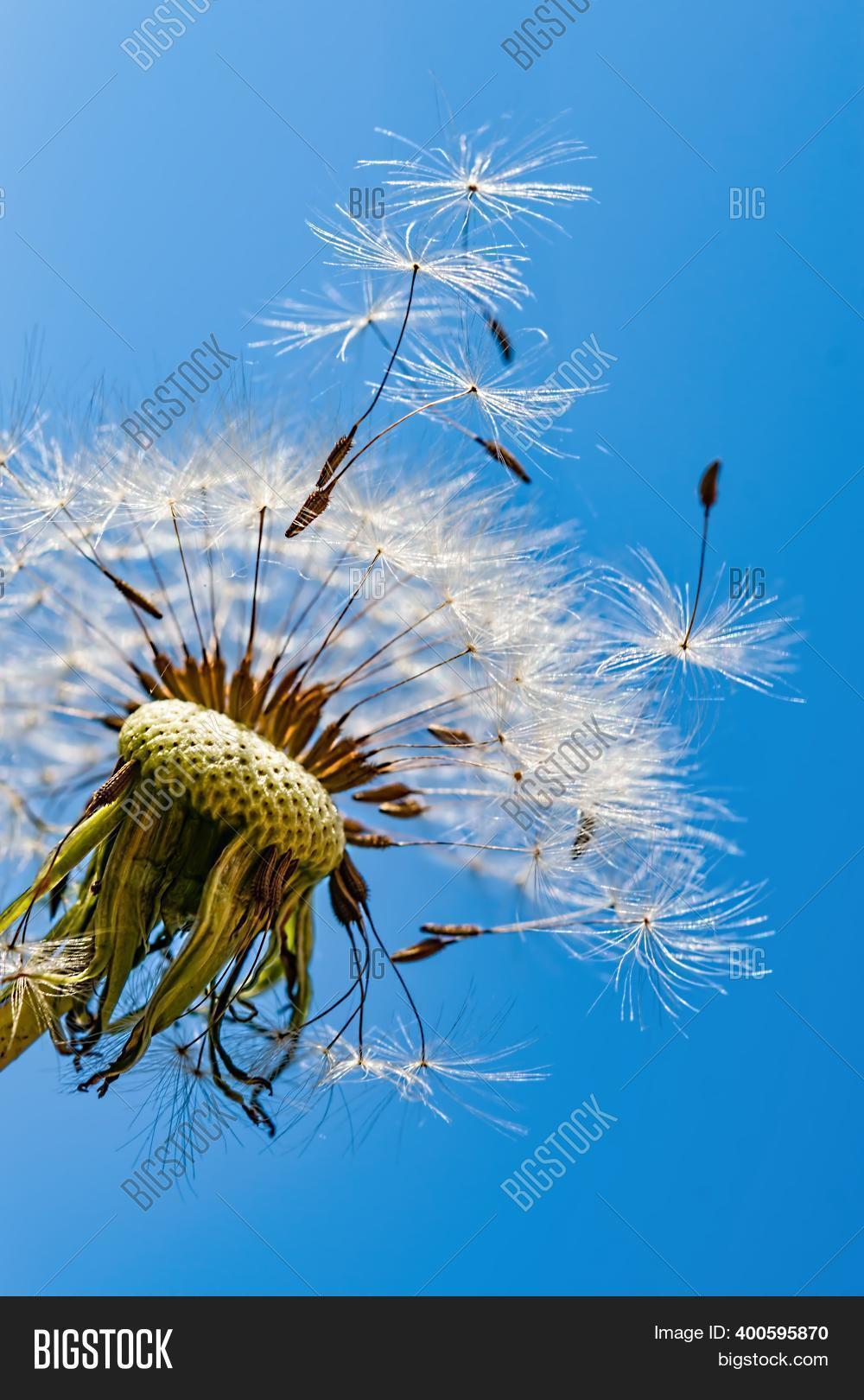 Fluffy Dandelion Head Image & Photo (Free Trial) | Bigstock