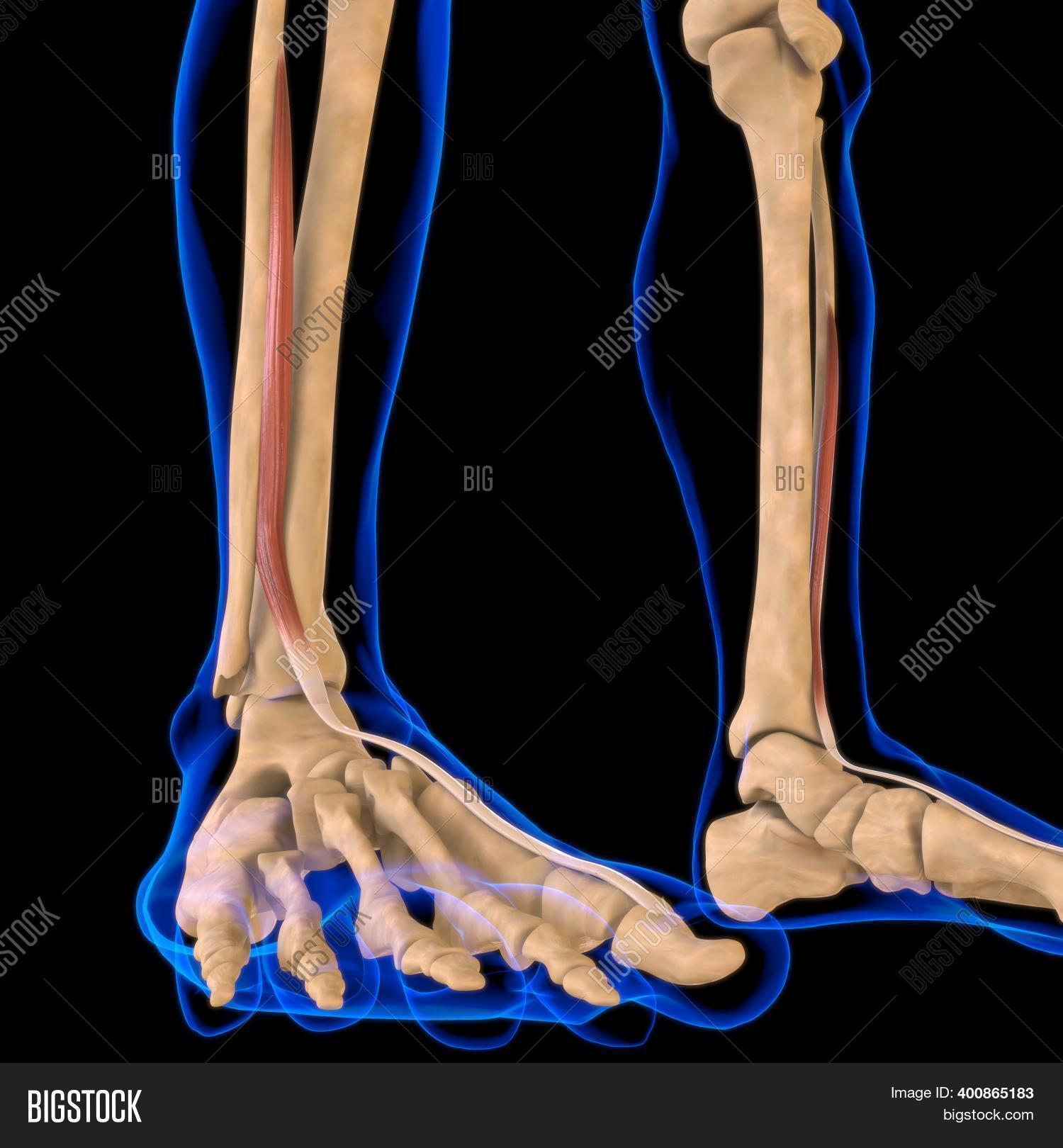 Extensor Hallucis Image & Photo (Free Trial) | Bigstock