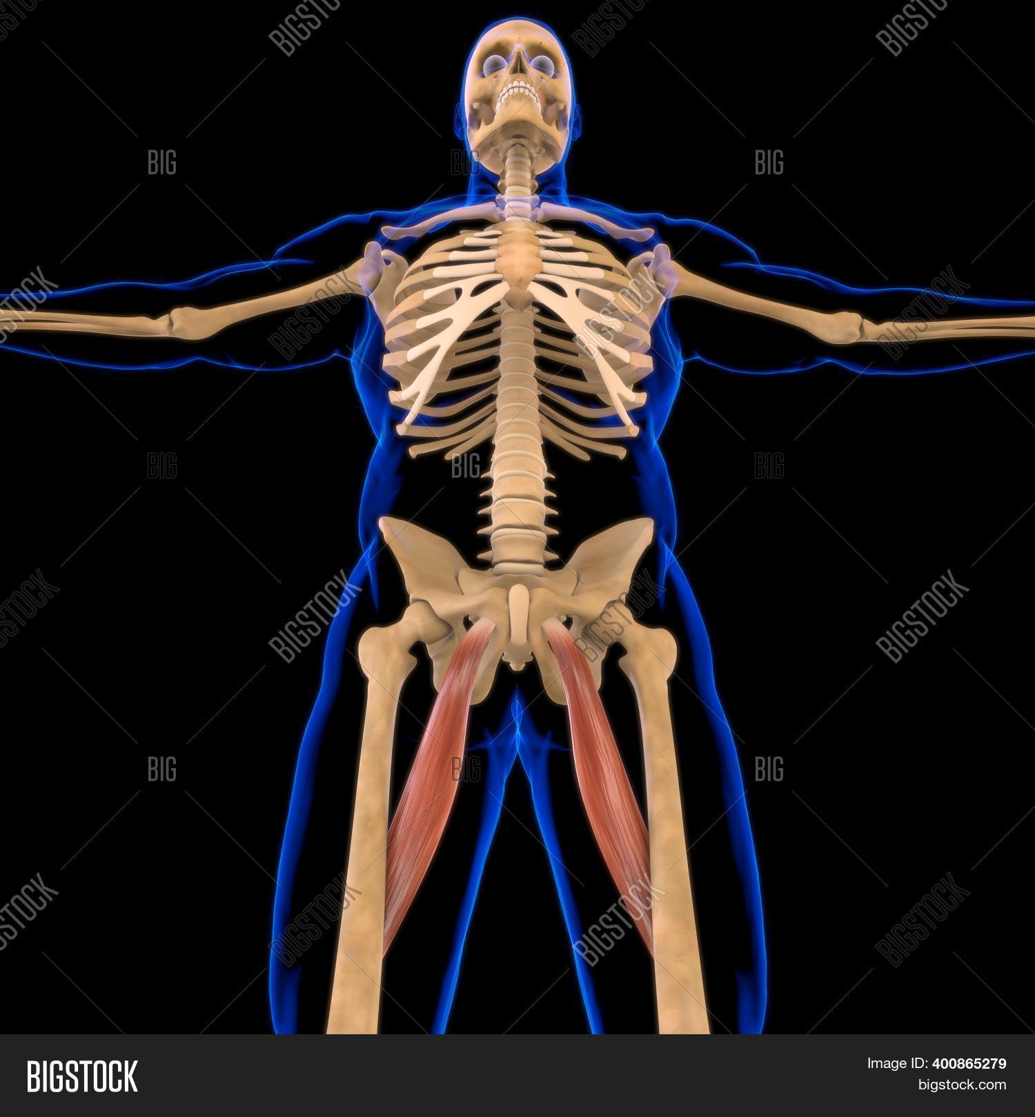 Adductor Longus Muscle Image & Photo (Free Trial) | Bigstock