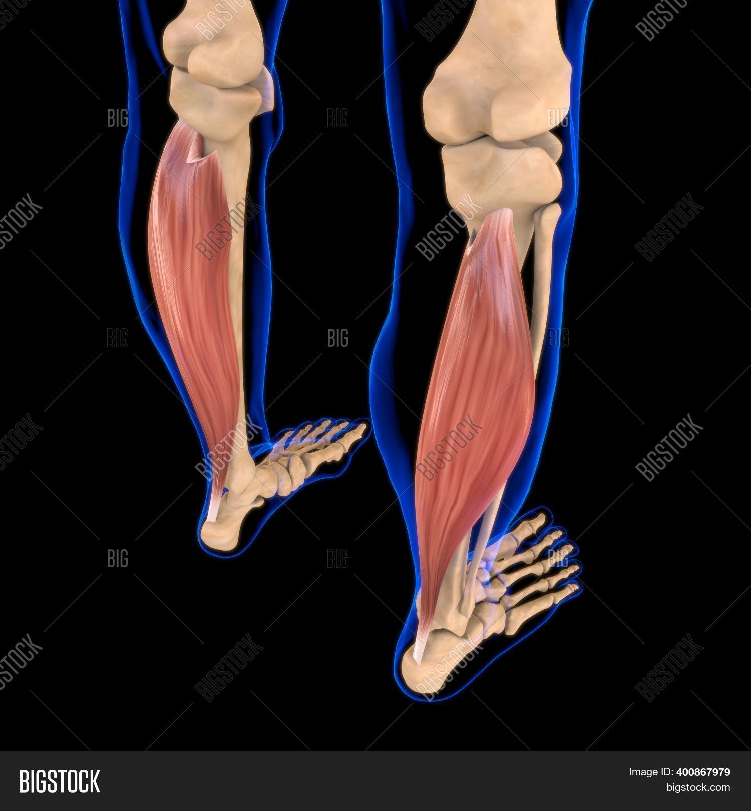 Soleus Muscle Anatomy Image & Photo (Free Trial) | Bigstock